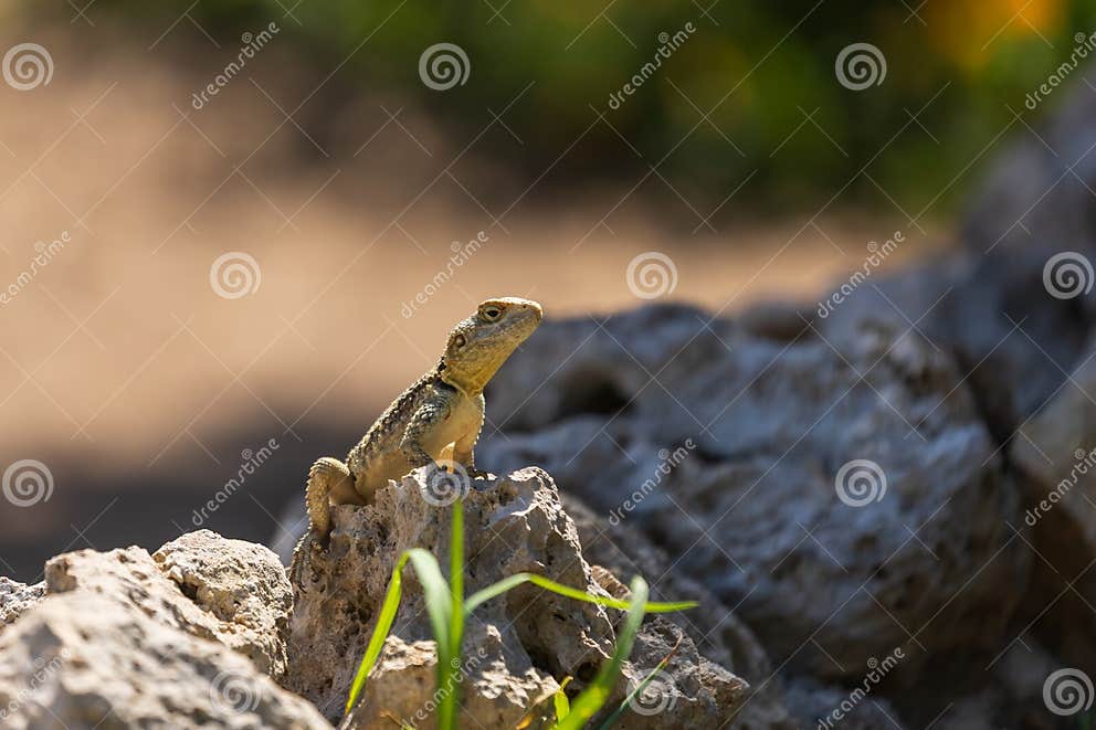 A Large Wild Lizard on a Rock Stock Image - Image of macro, light ...