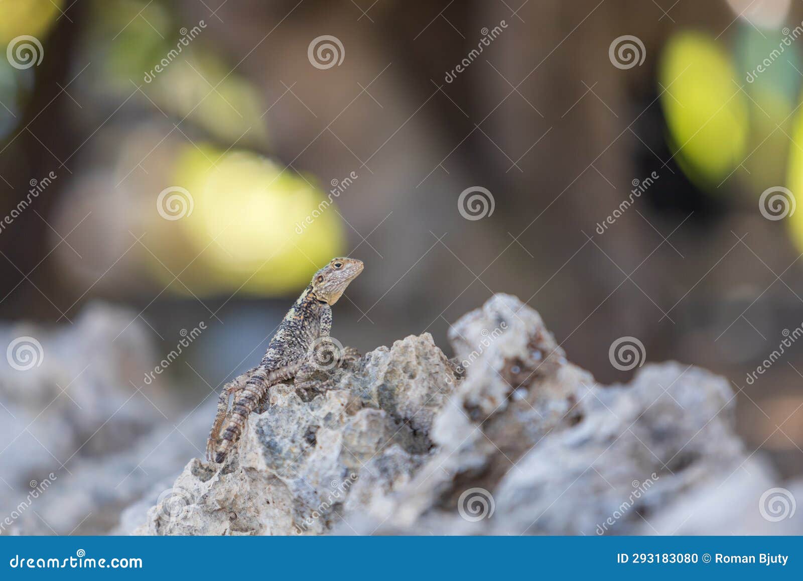 A Large Wild Lizard on a Rock Stock Photo - Image of lacertidae, scaly ...