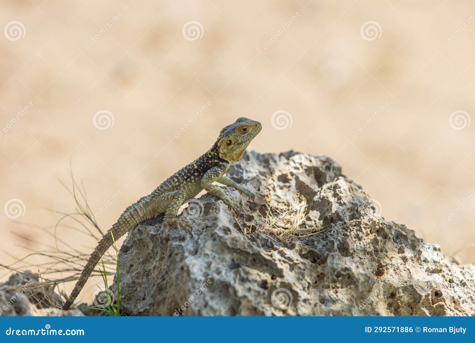 A Large Wild Lizard on a Rock Stock Photo - Image of paws, vertebrate ...
