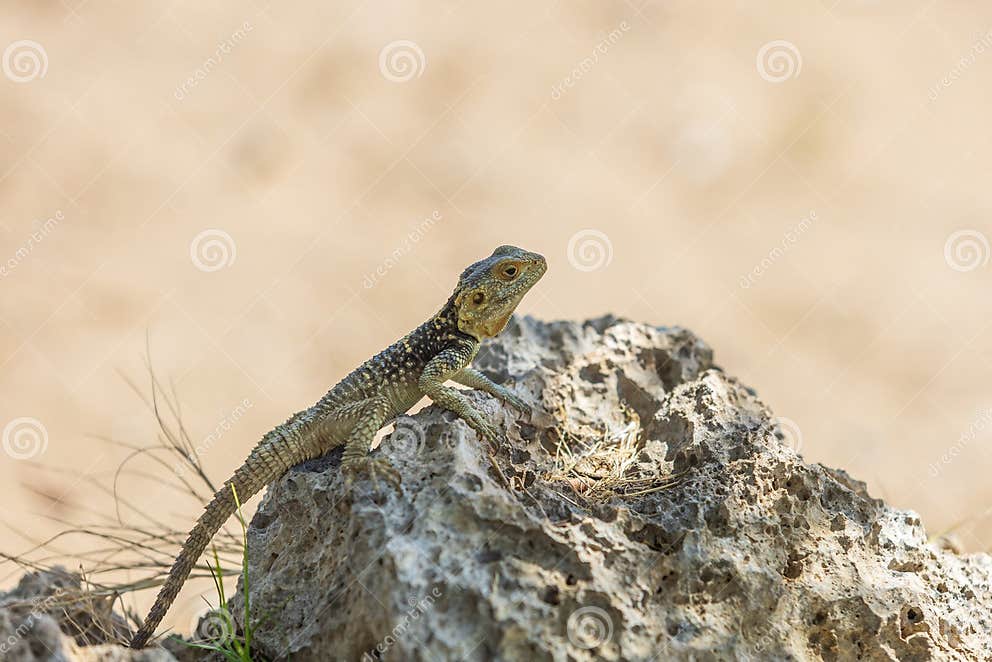 A Large Wild Lizard on a Rock Stock Photo - Image of paws, vertebrate ...