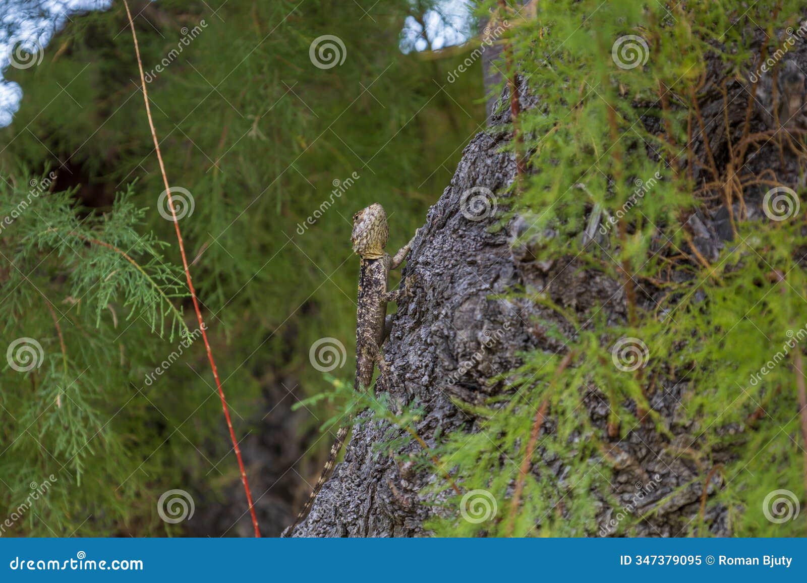 A Large Wild Lizard on a Rock Stock Image - Image of nature, single ...