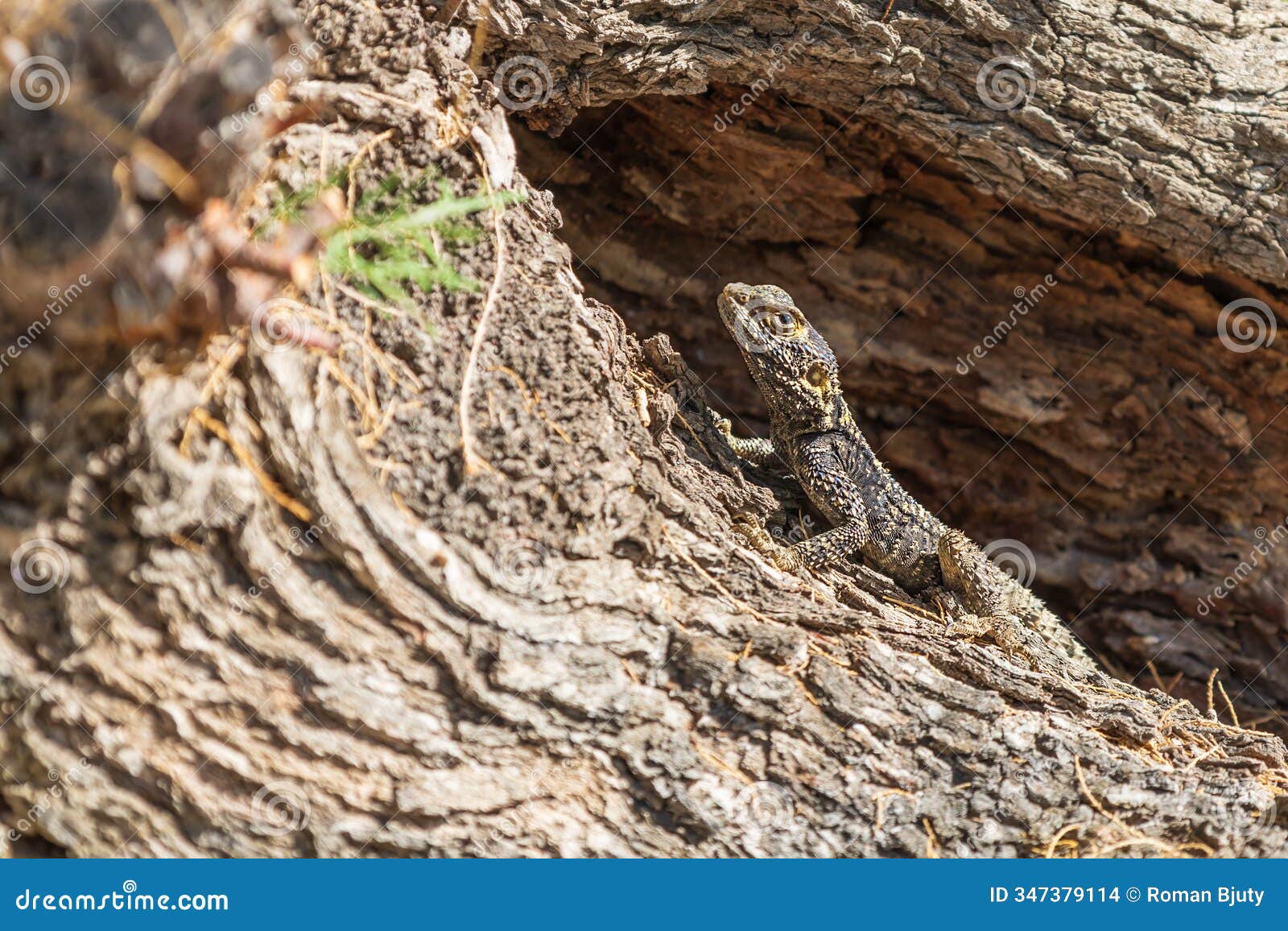 A Large Wild Lizard on a Rock Stock Photo - Image of species ...