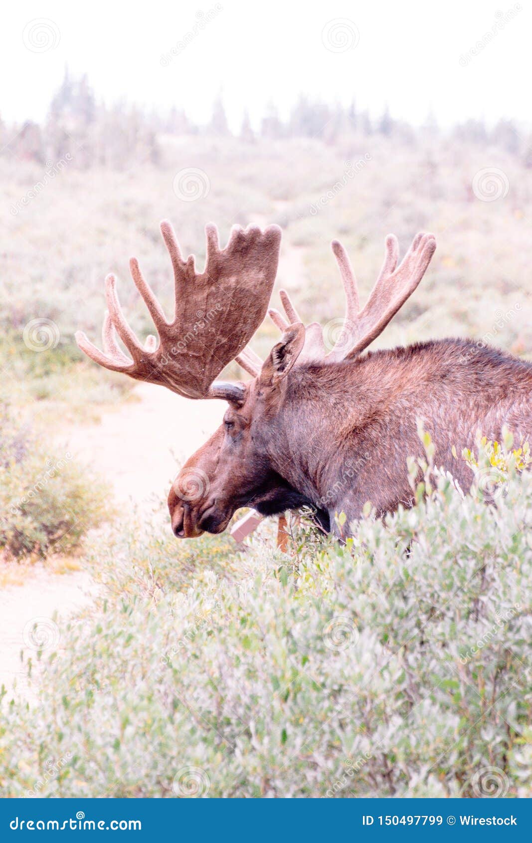 Large Wild Moose in a Field Near a Bush Stock Image - Image of animal ...