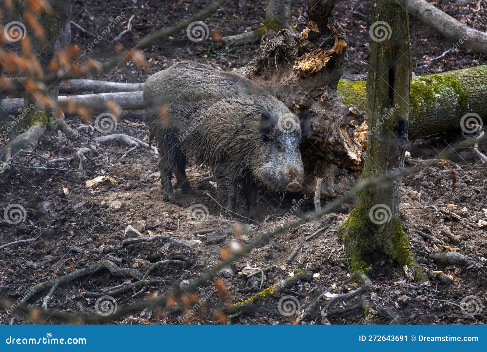 A Large Wild Pig Standing in a Deciduous Forest Scratching at a Fallen ...