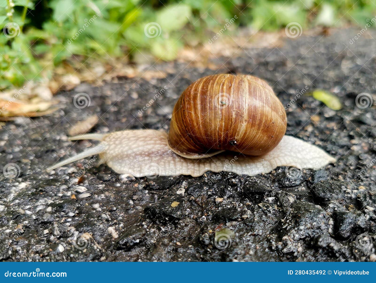 A Large Wild Snail with a Shell Crawls on the Surface Stock Photo ...
