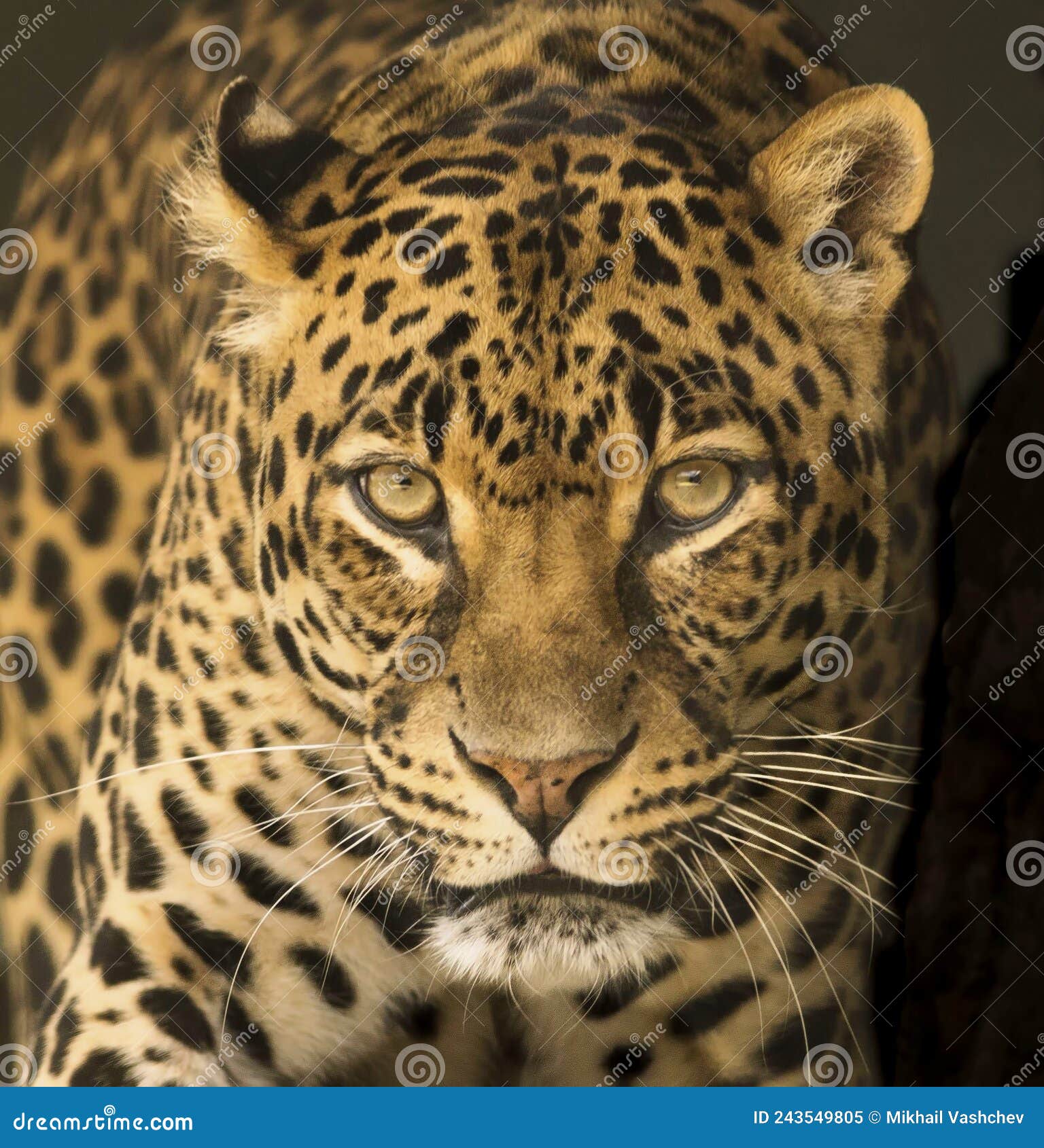 Large Wild Spotted Leopard Cat Stock Image - Image of mammal, safari ...