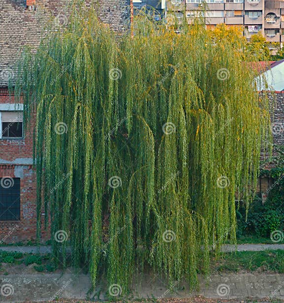 Large Willow Tree in Front of a House Stock Photo - Image of botanic ...