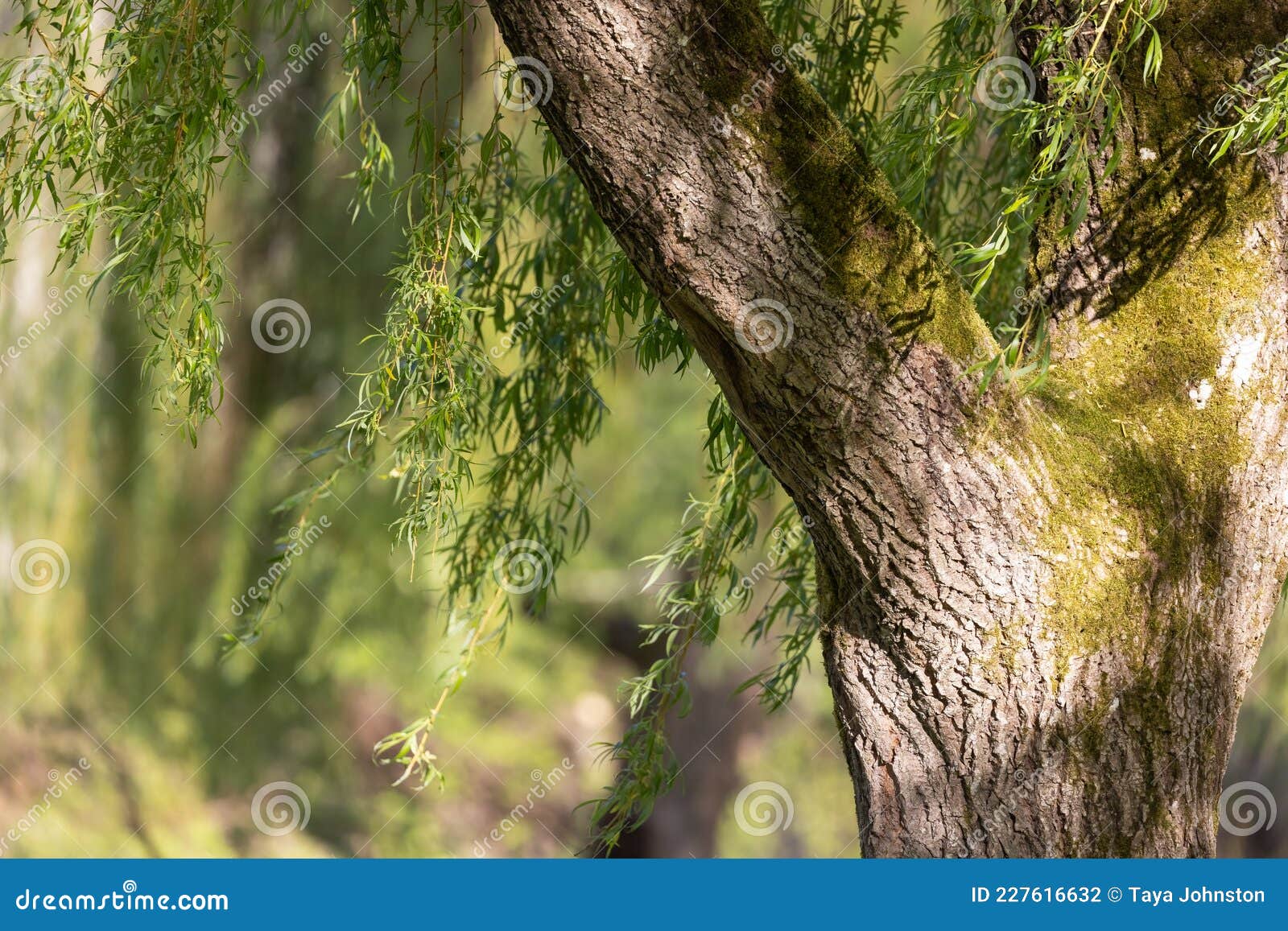 Large Willow Tree Growing in the Middle of a Park Stock Photo - Image ...
