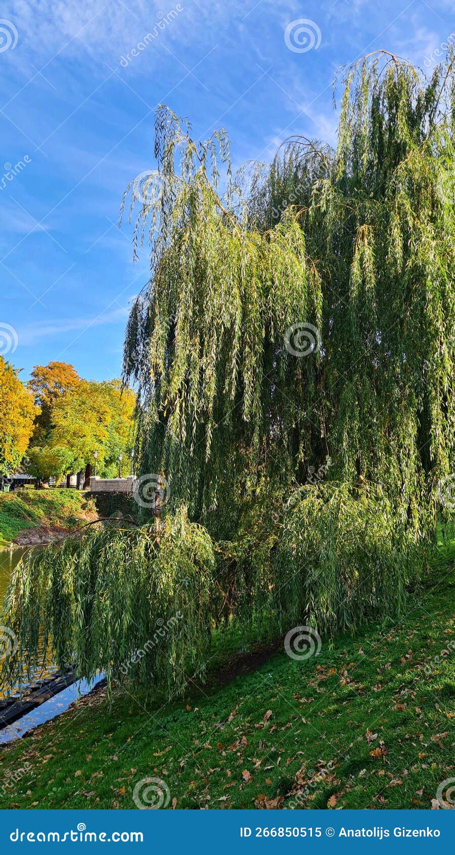 Large Willow Tree with Long Green Branches Hanging Down To the Ground ...