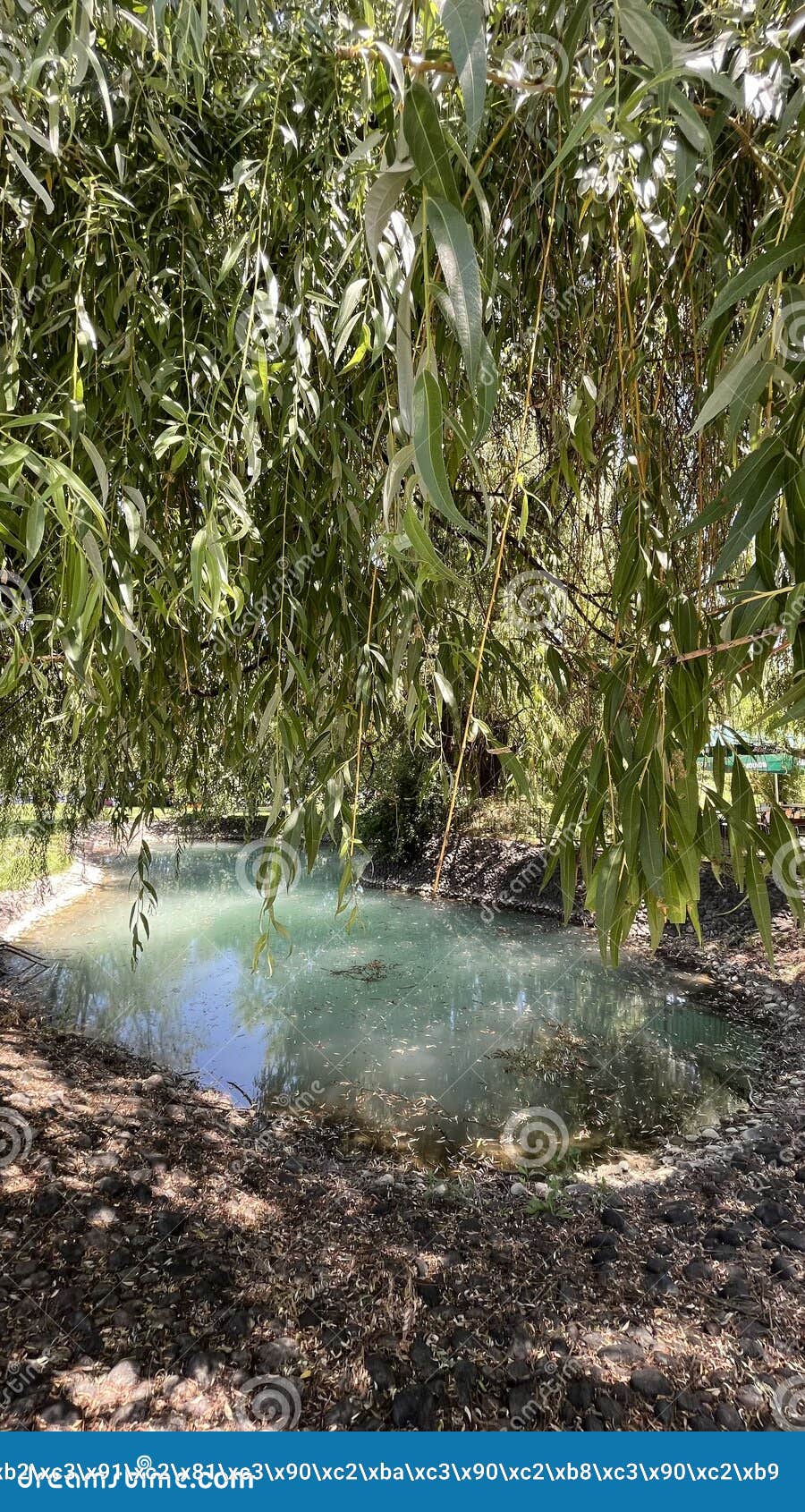 A Large Willow Tree Near a Pond in the Park Stock Photo - Image of ...