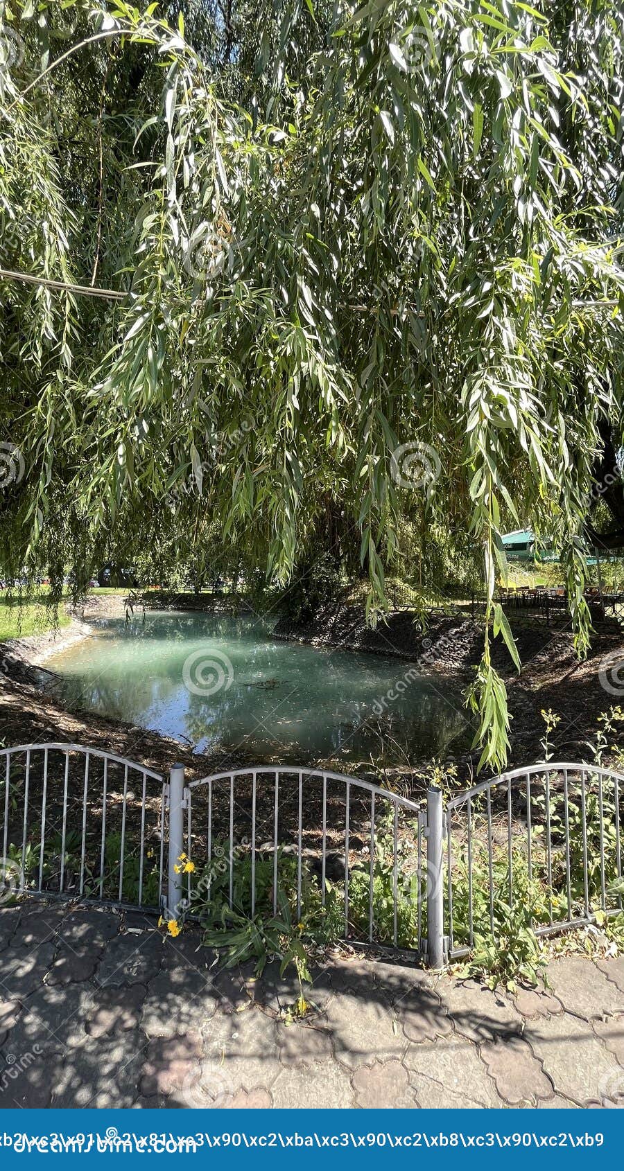 A Large Willow Tree Near a Pond in the Park Stock Photo - Image of ...