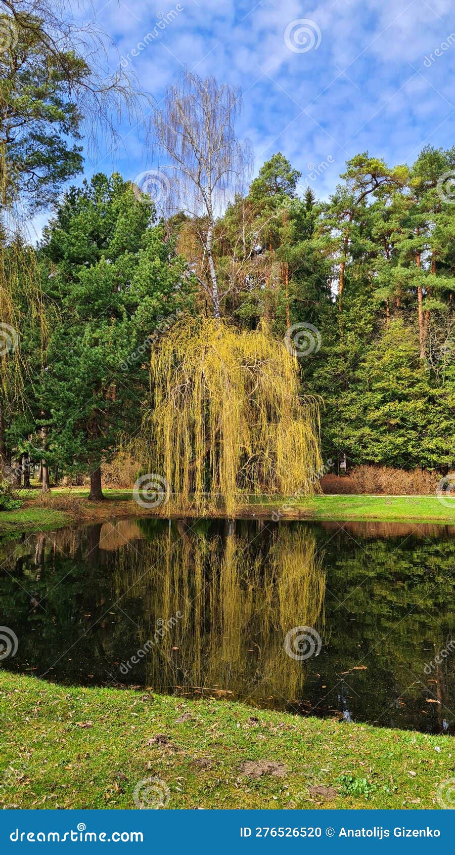 Large Willow Tree on the Shore of Reservoir at the Beginning of Warm ...