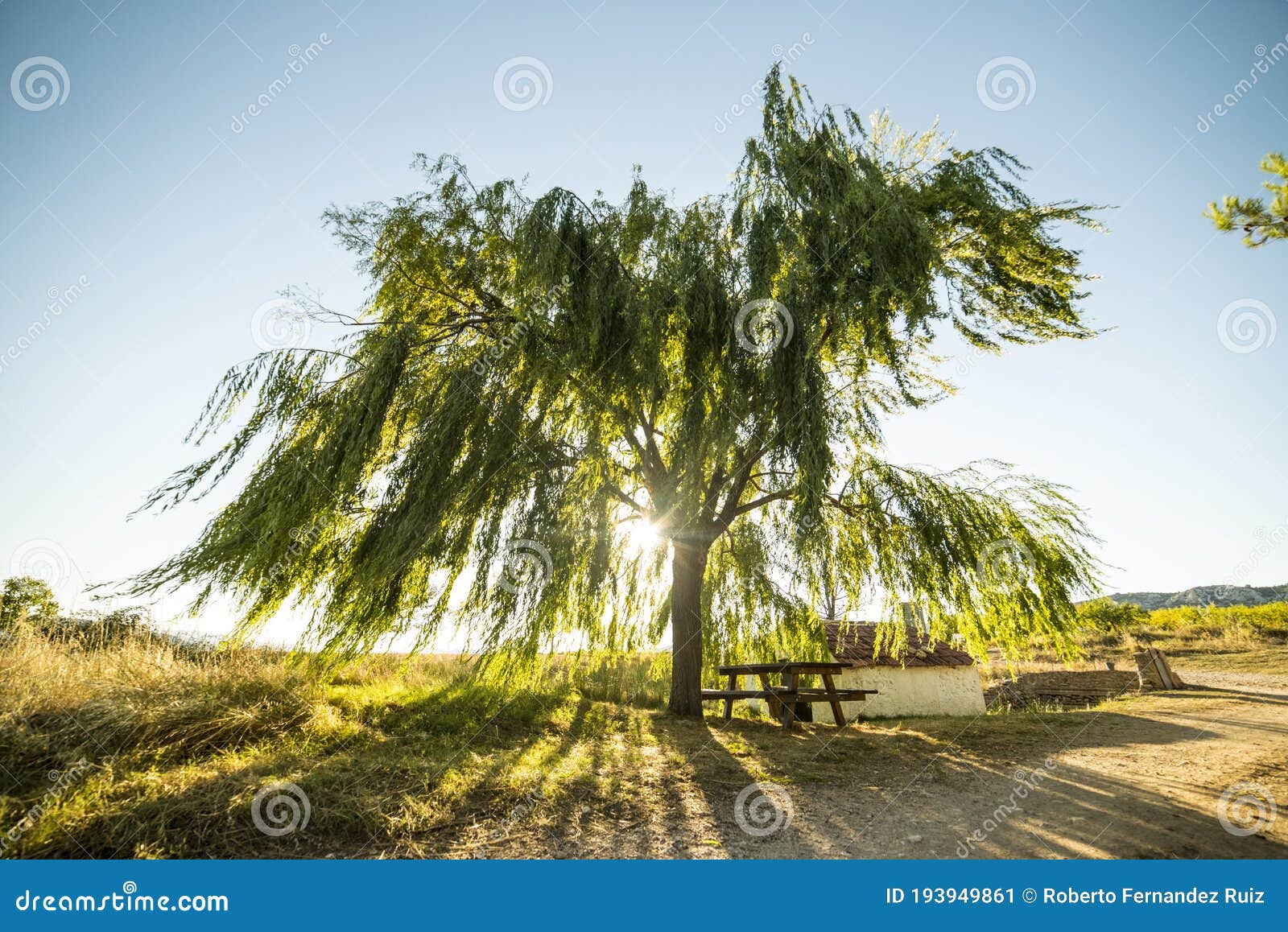 Large Willow Tree Swaying in the Wind at Sunset Stock Image - Image of ...