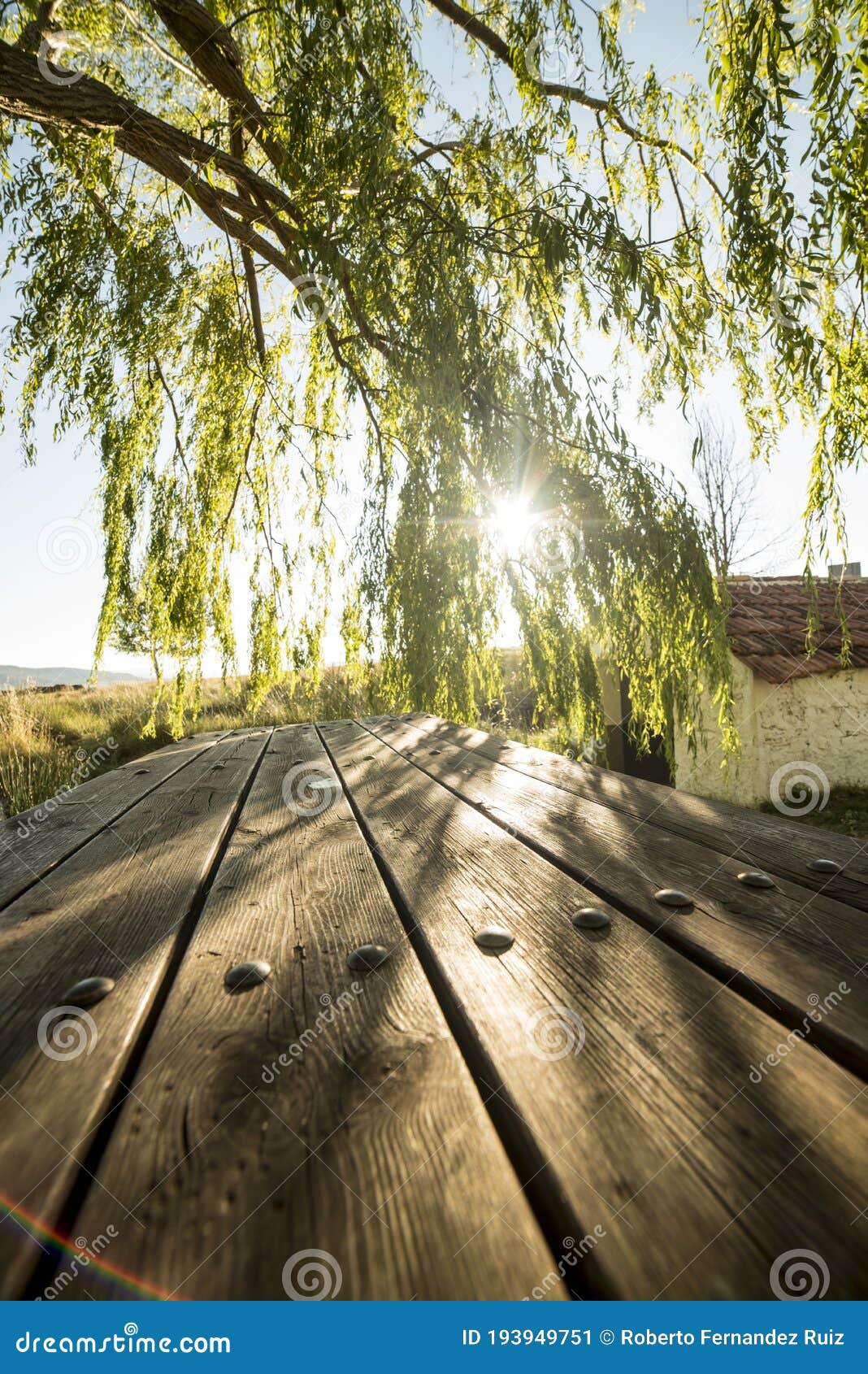 Large Willow Tree Swaying in the Wind at Sunset Stock Image - Image of ...