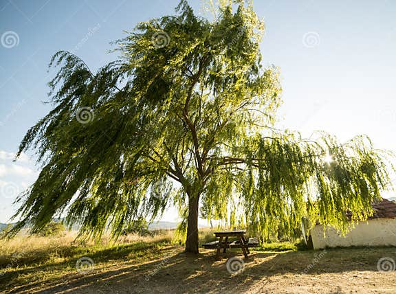 Large Willow Tree Swaying in the Wind at Sunset Stock Image - Image of ...