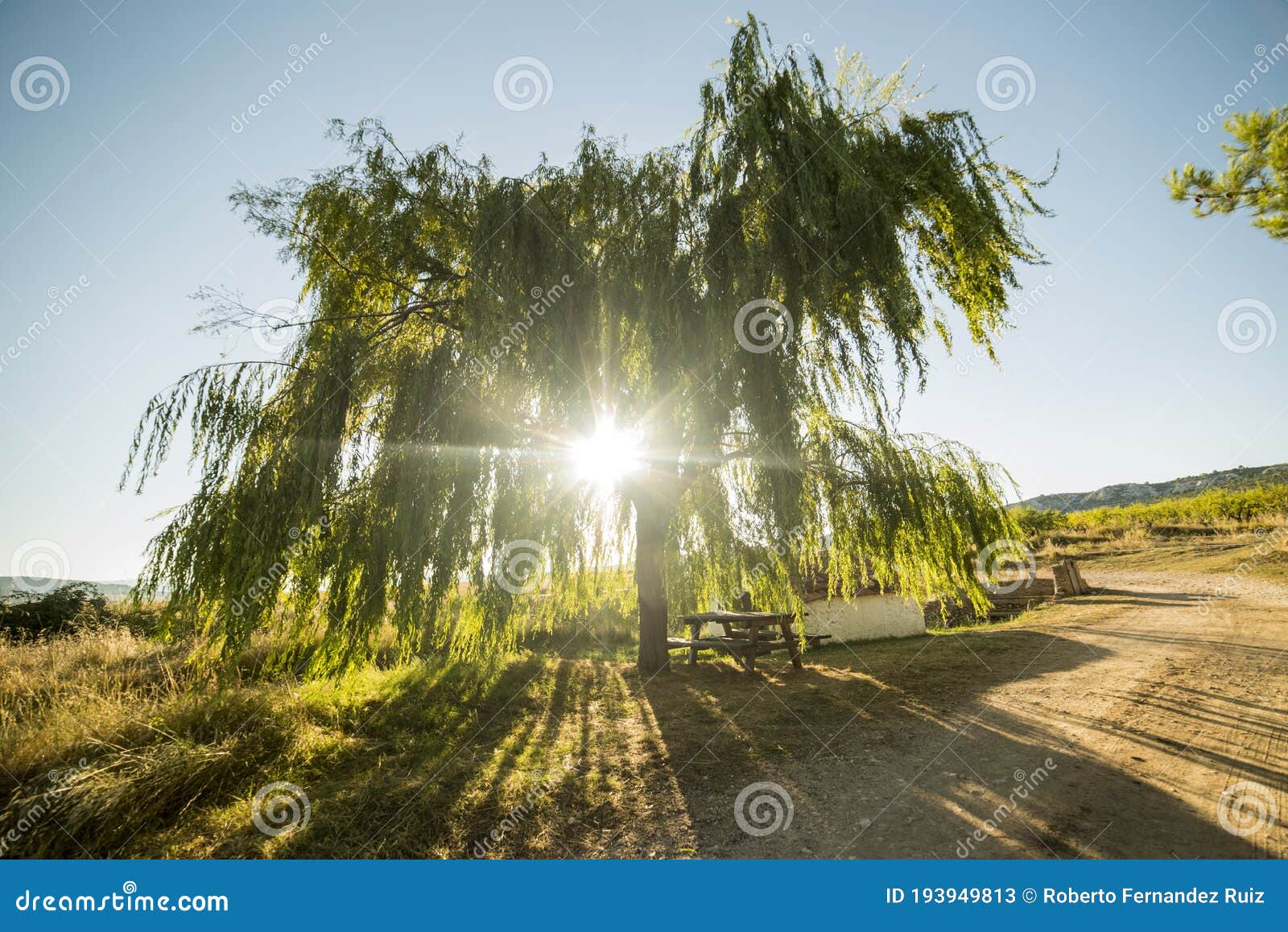 Large Willow Tree Swaying in the Wind at Sunset Stock Image - Image of ...