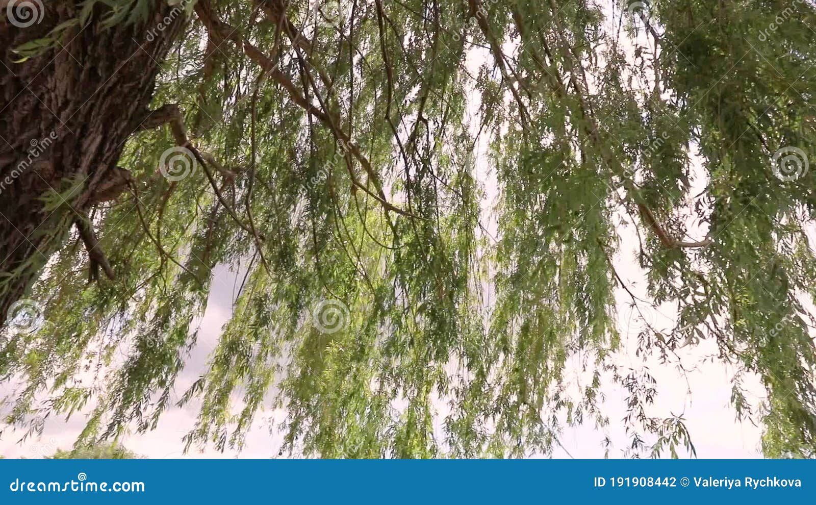 Large, Wind-swept Leaning Weeping Willow Tree in Park Setting Against ...