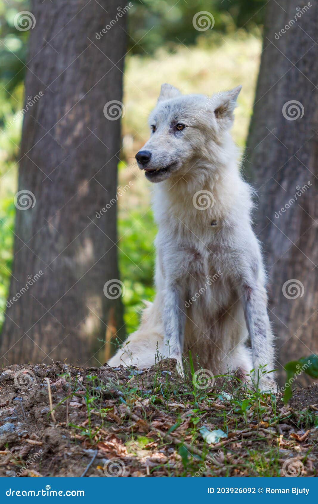 A Large Wolf Sits on a Rock among the Trees Stock Photo - Image of ...
