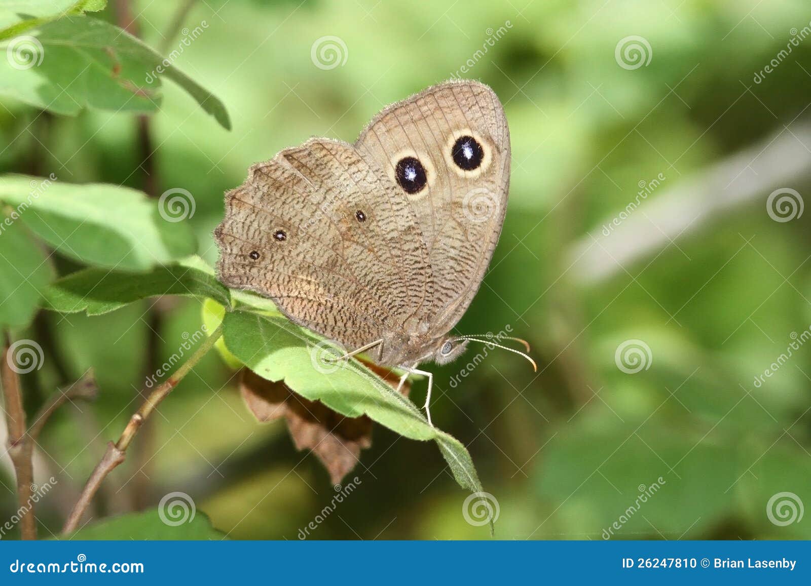 Large Wood Nymph Butterfly stock photo. Image of antennae - 26247810