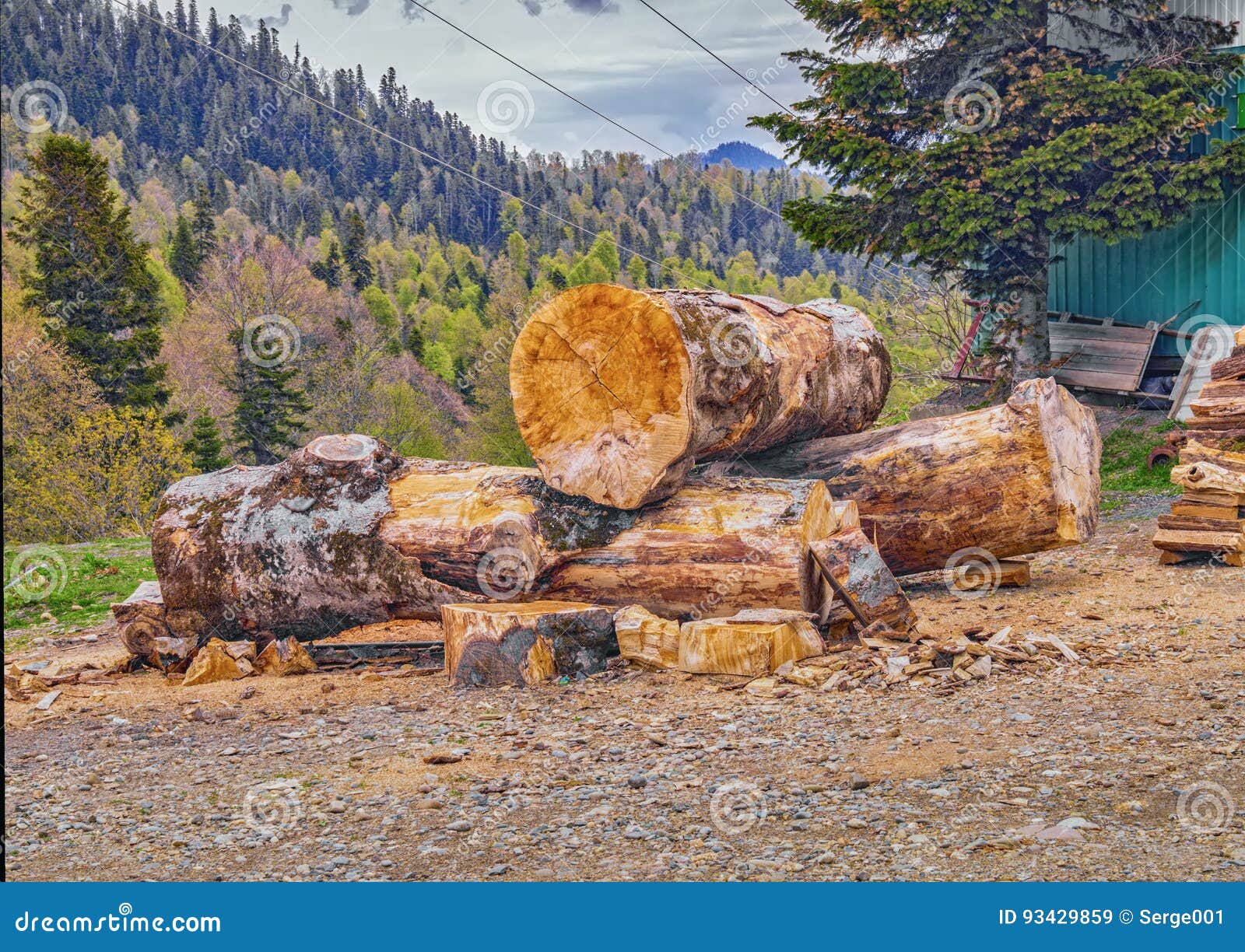 Large Wooden Logs with Mountain Forest Background Stock Image - Image ...