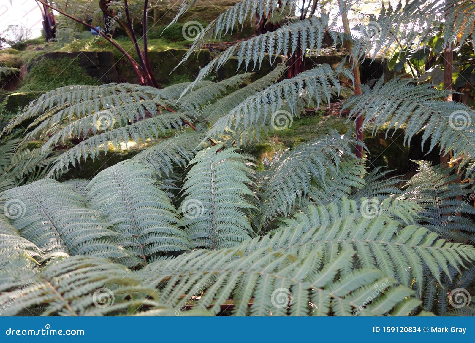 Large Woodland Ferns stock photo. Image of plants, ferns - 159120834