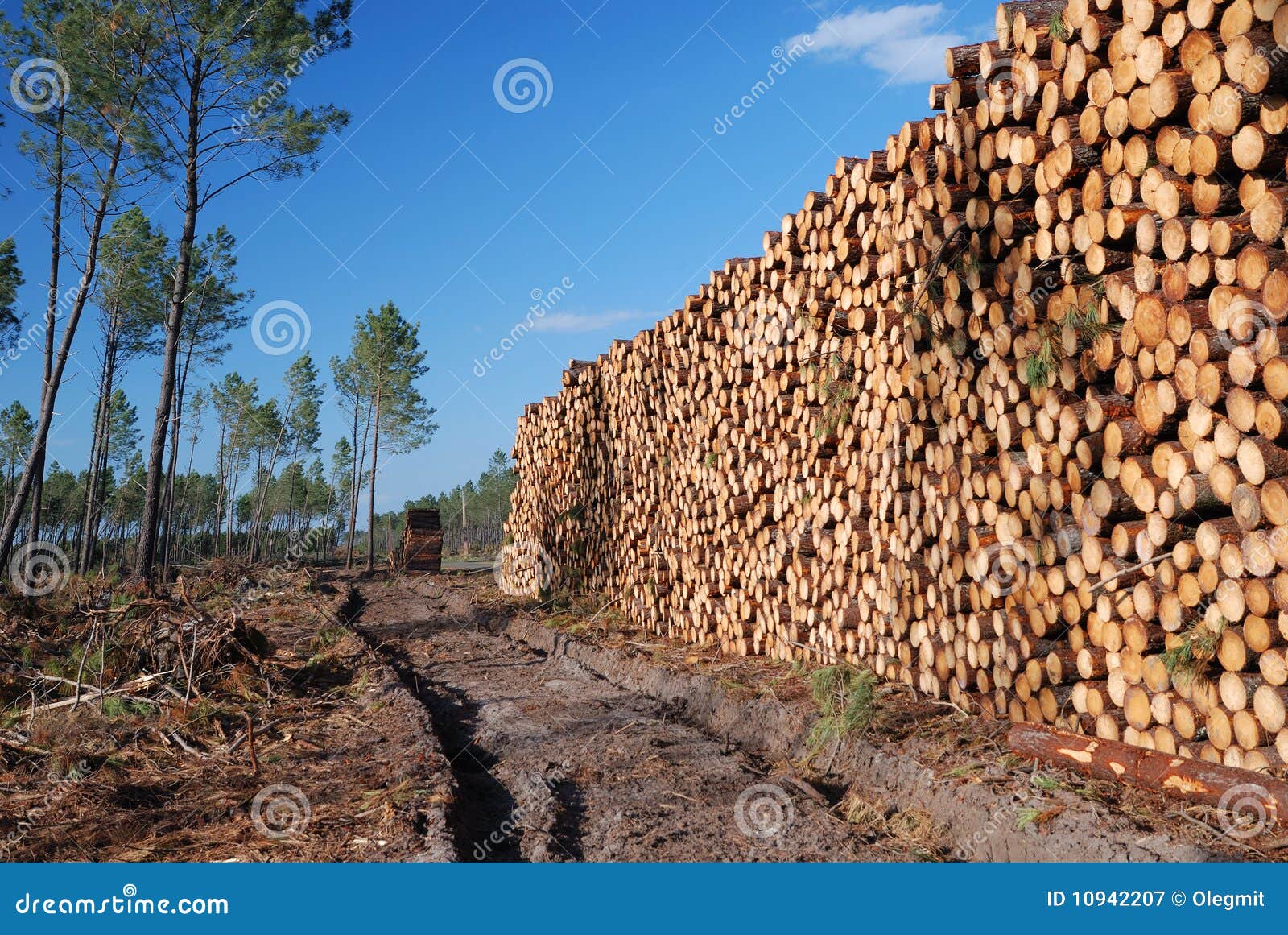 Large Woodstack and Thin Forest Stock Image - Image of woodpile, logs ...