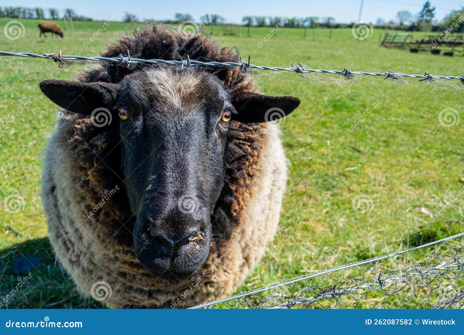 Large Woolly Sheep Grazing in Greenfield Stock Photo - Image of sheep ...
