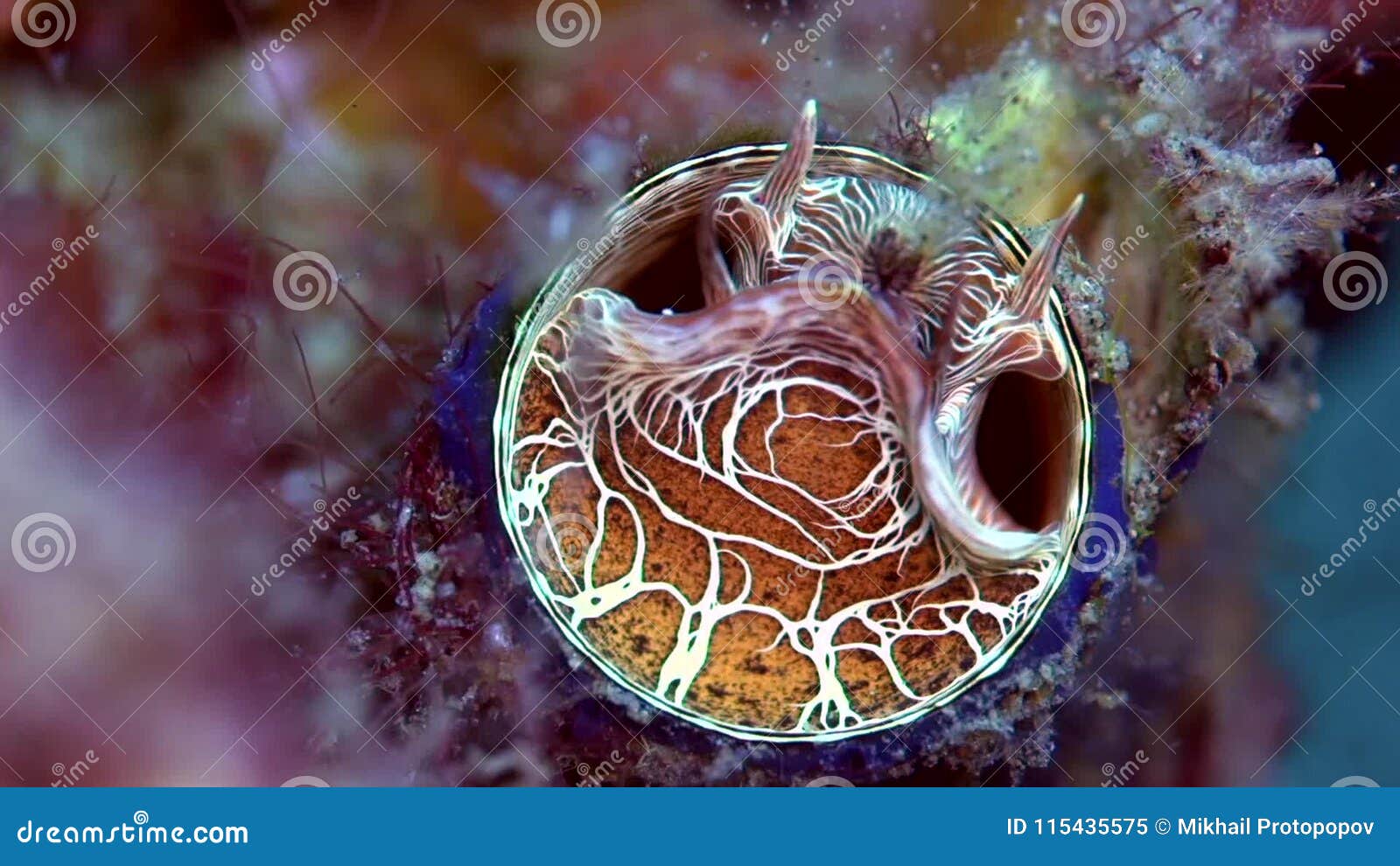 Large Worm Shell Dendropoma Maxima Eating Plankton With Its Slime On