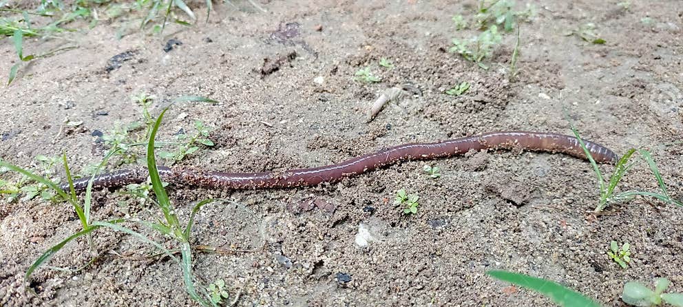 Large Worms Crawling on the Ground Stock Image - Image of grorepti ...