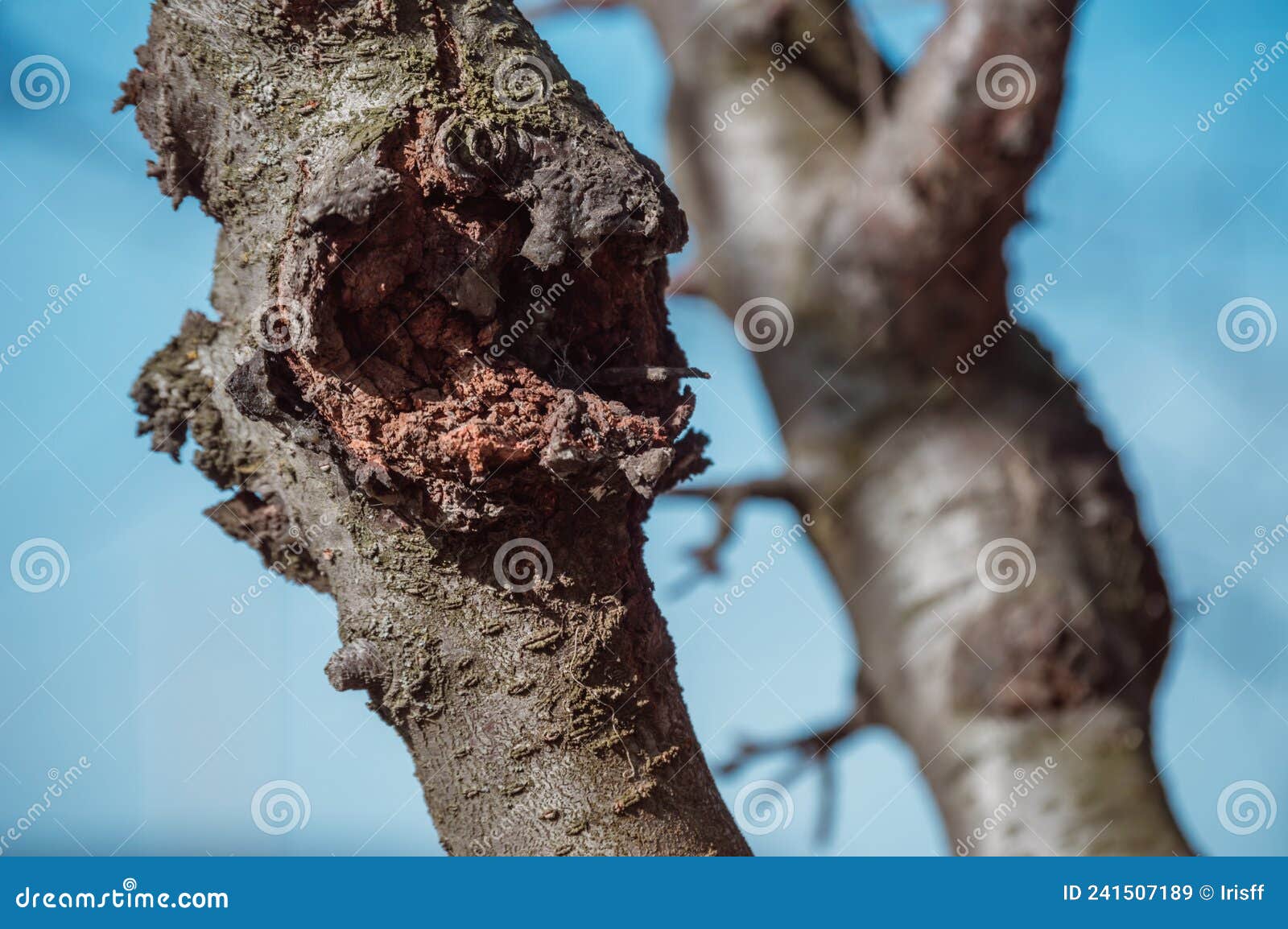 Large Wound on Tree Trunk after Improper Pruning and Sunburn Stock ...