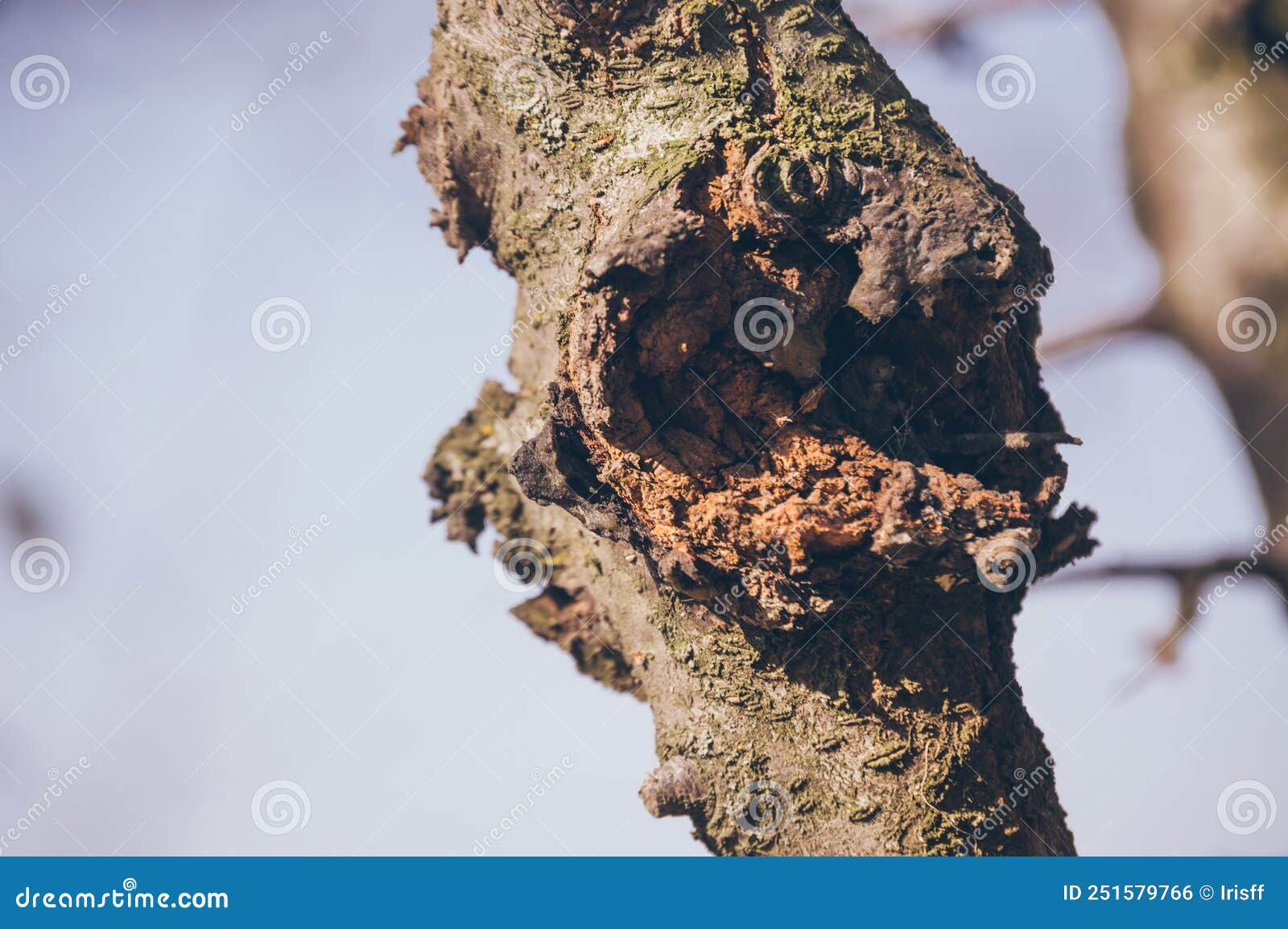 Large Wound on Tree Trunk after Improper Pruning and Sunburn Stock ...