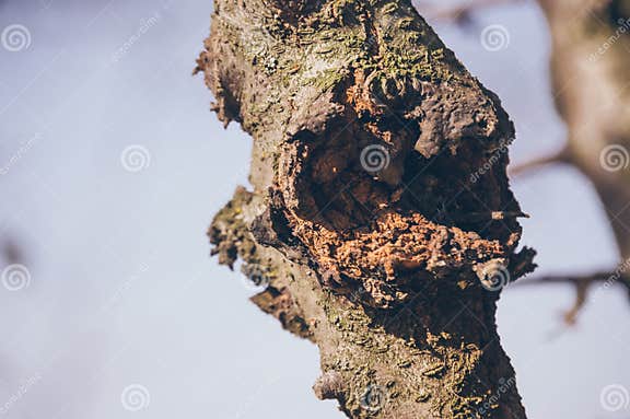 Large Wound on Tree Trunk after Improper Pruning and Sunburn Stock ...