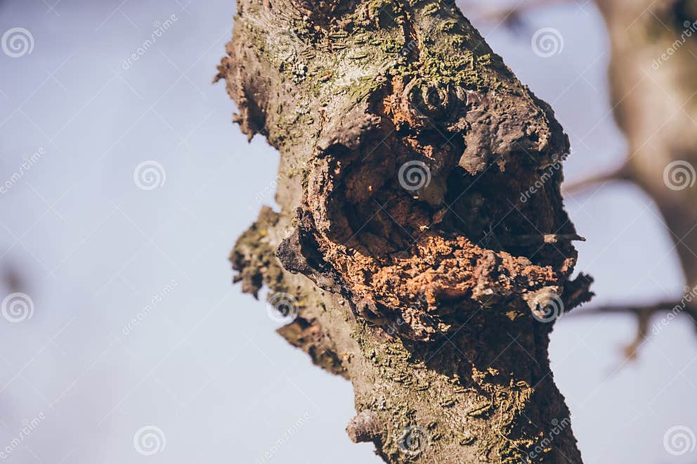 Large Wound on Tree Trunk after Improper Pruning and Sunburn Stock ...