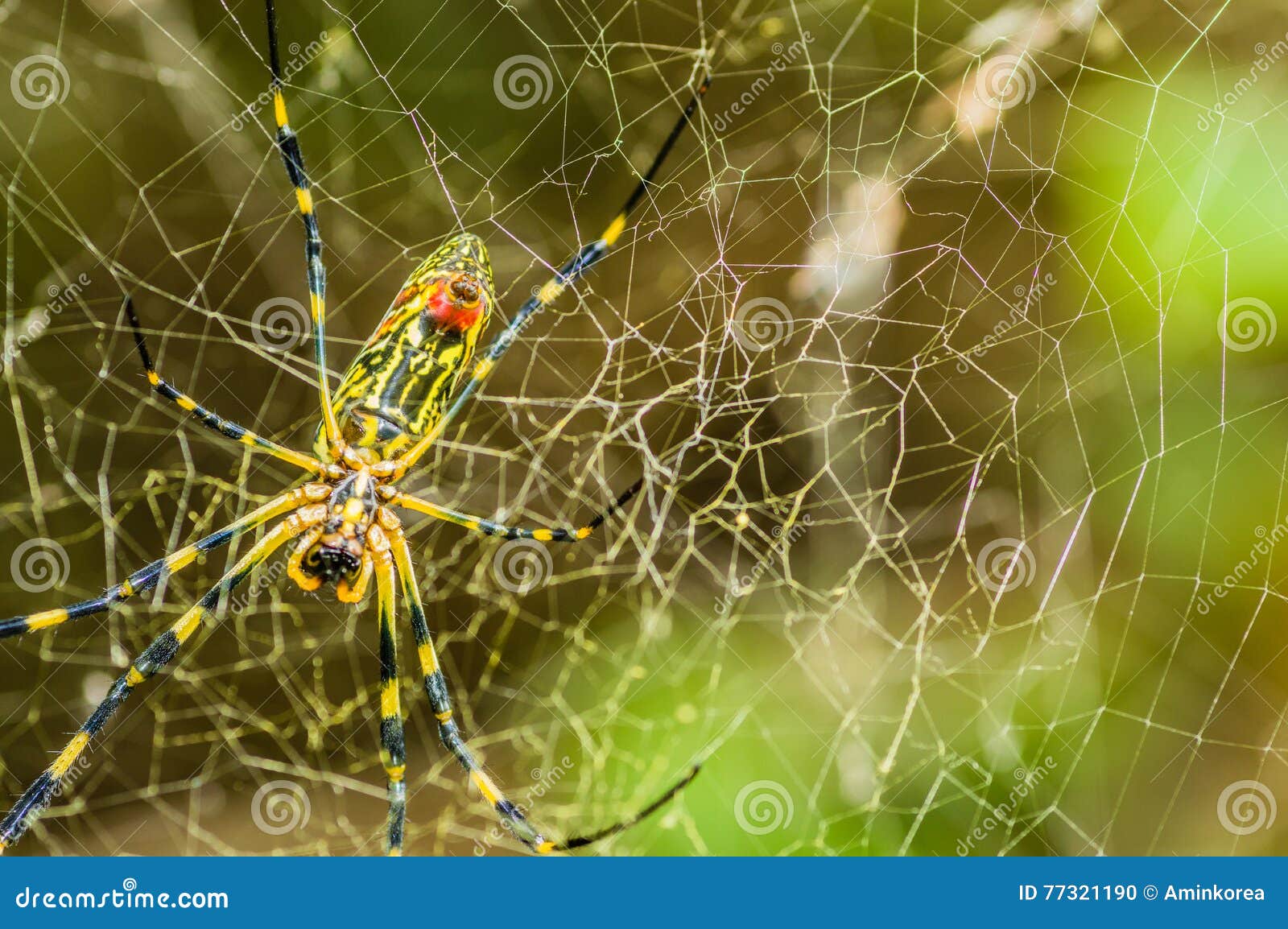 Large Yellow and Black Garden Spider Stock Photo - Image of yellow ...
