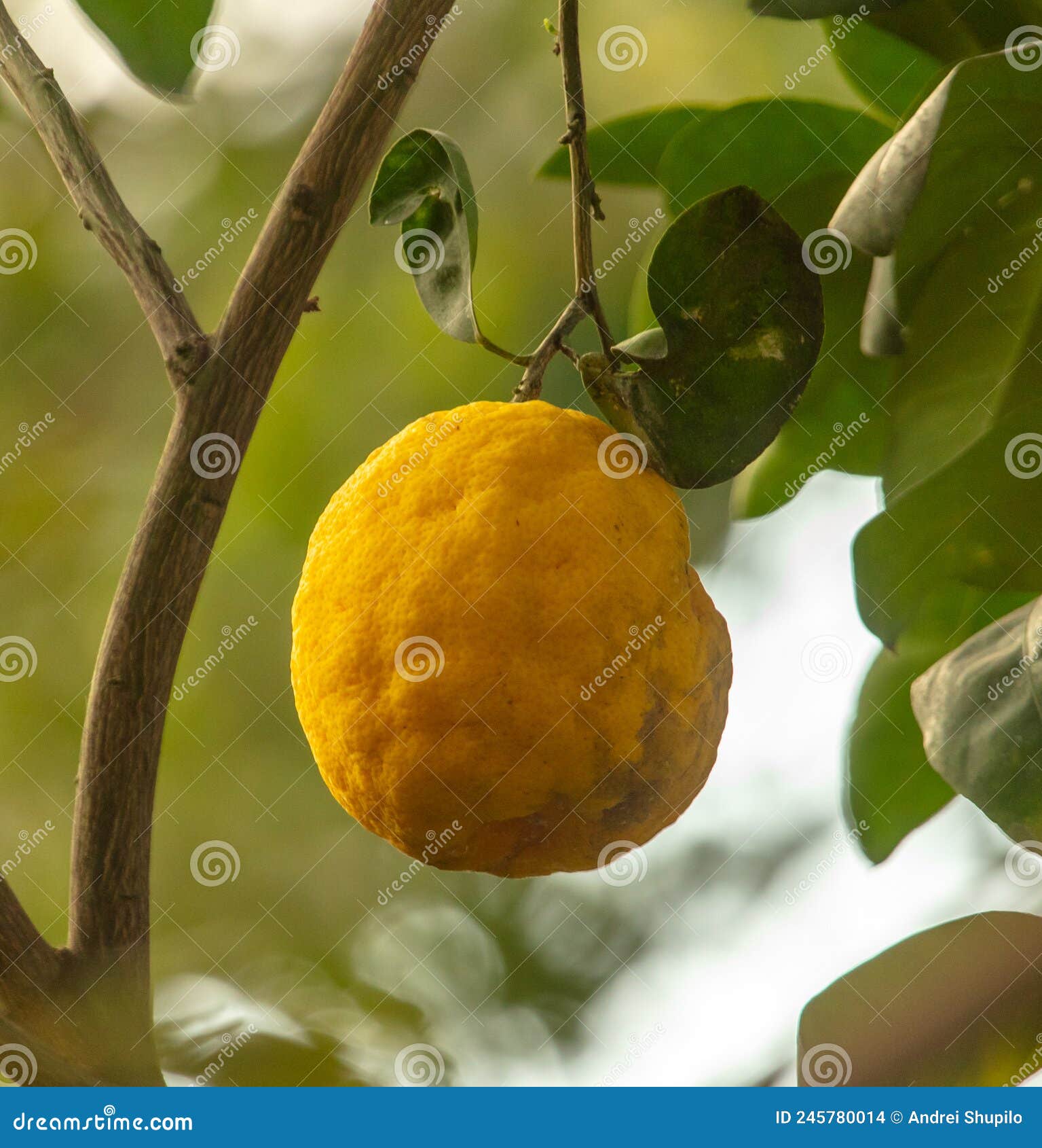 Large Yellow Citrus Fruit on a Tree. Stock Photo - Image of fruit ...