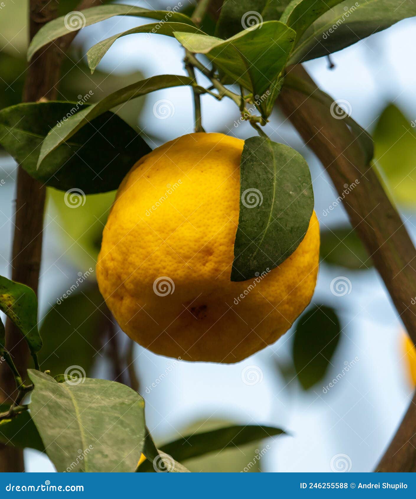 Large Yellow Citrus Fruit on a Tree. Stock Photo - Image of natural ...
