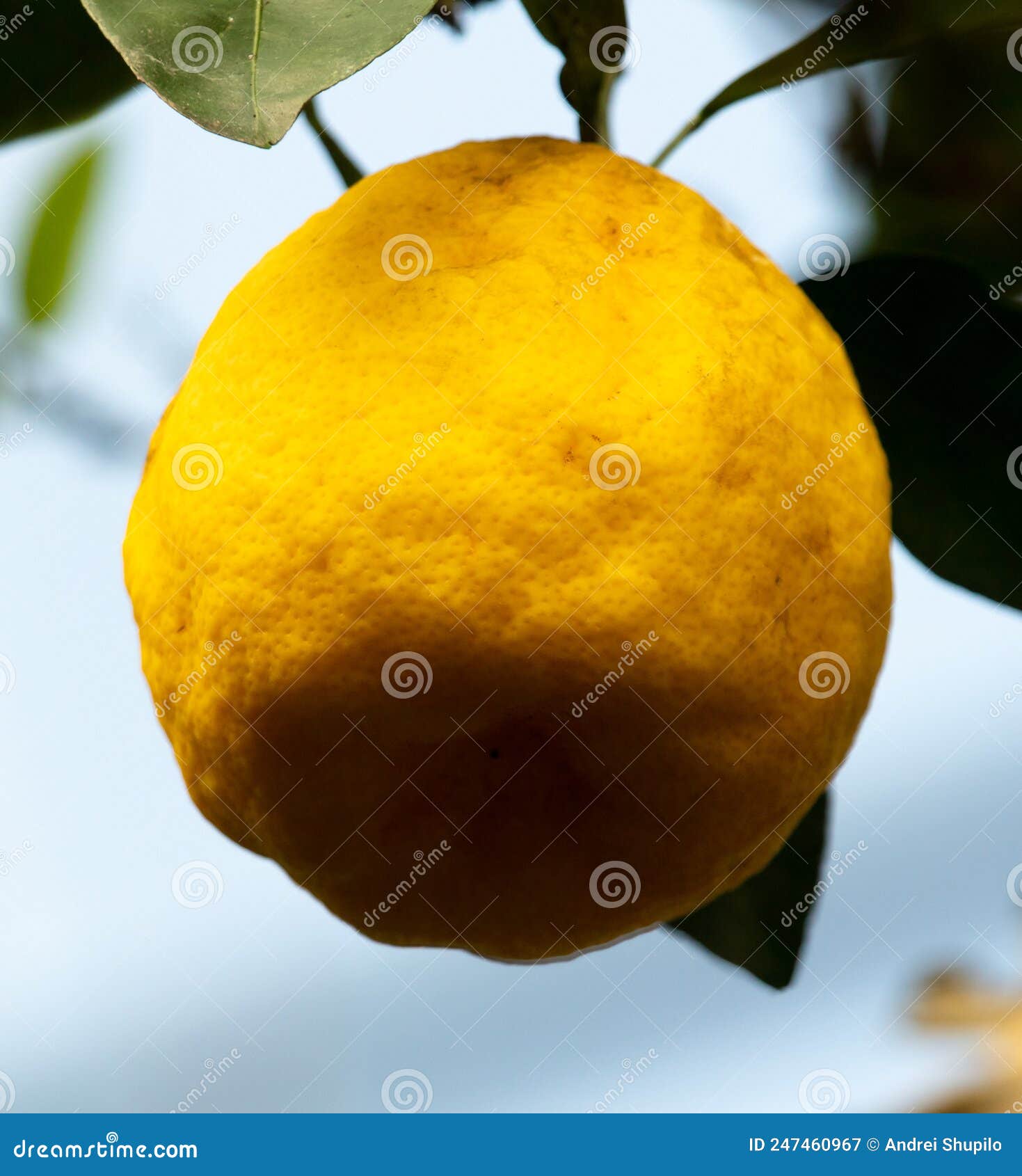 Large Yellow Citrus Fruit on a Tree. Stock Image - Image of natural ...