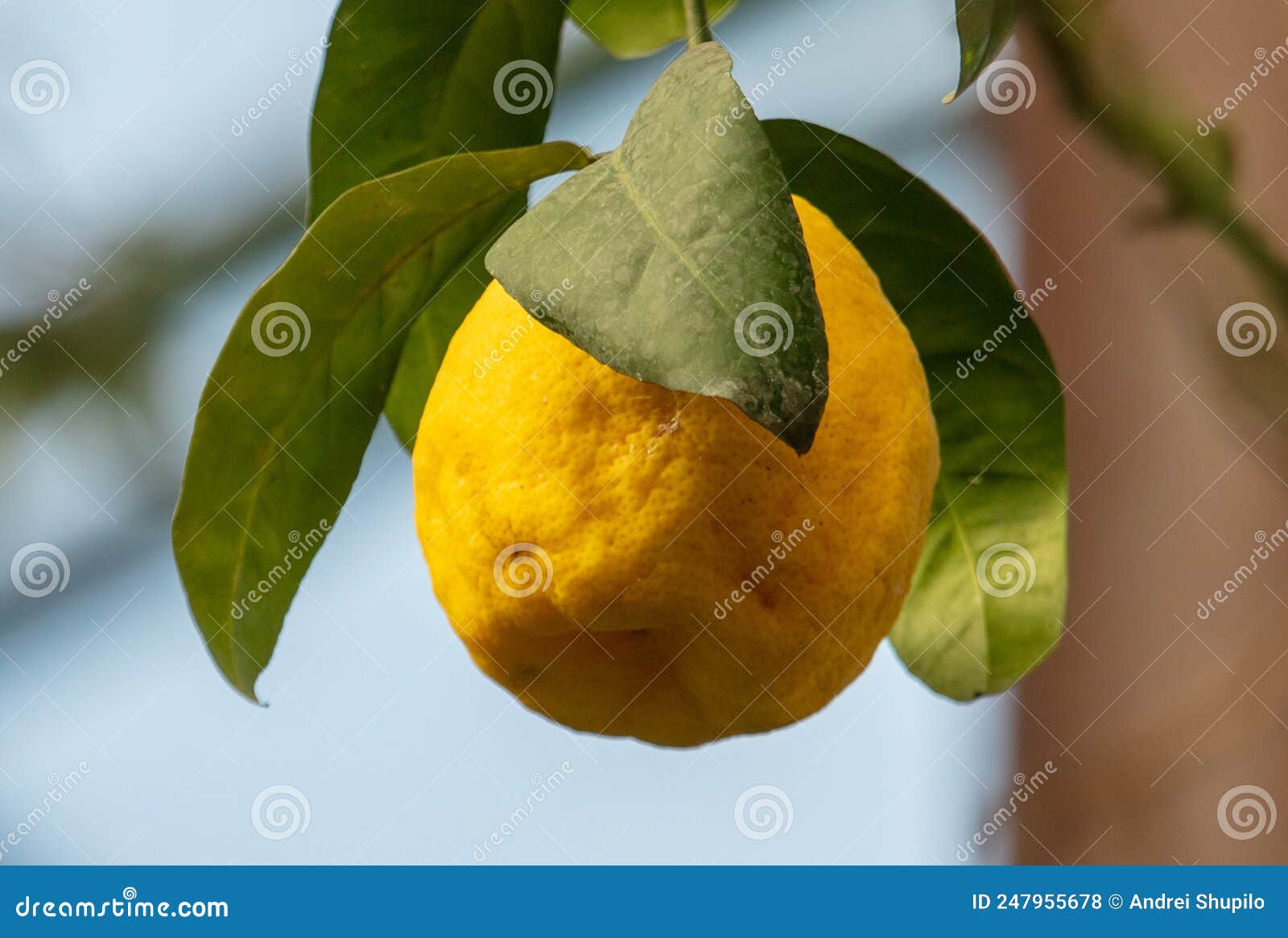 Large Yellow Citrus Fruit on a Tree. Stock Photo - Image of plant ...
