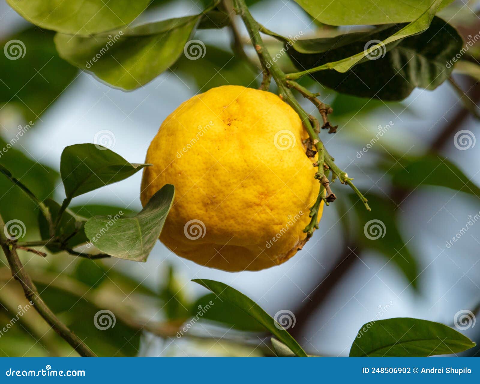 Large Yellow Citrus Fruit on a Tree. Stock Photo - Image of freshness ...