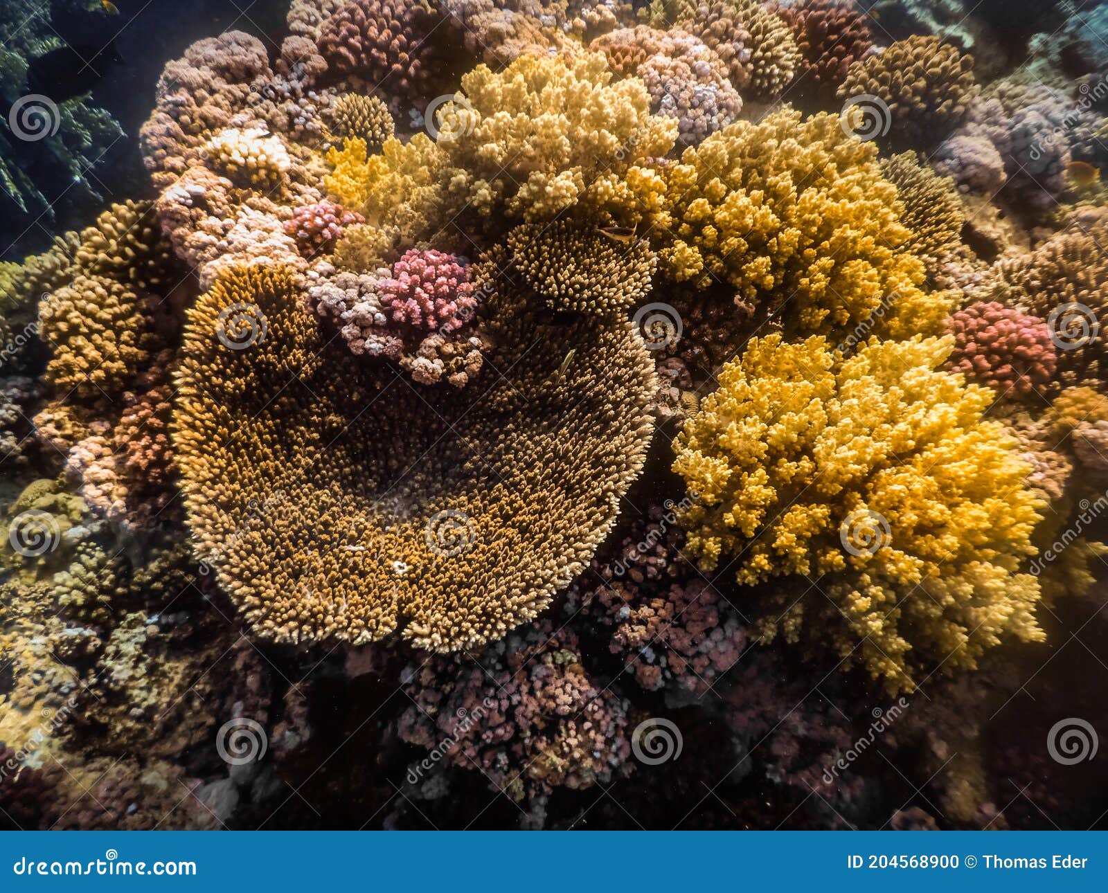 Large Yellow Corals in the Red Sea while Diving Stock Photo - Image of ...