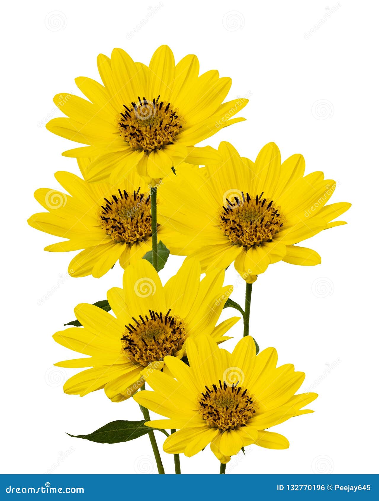 Large yellow Daisies stock photo. Image of isolated - 132770196