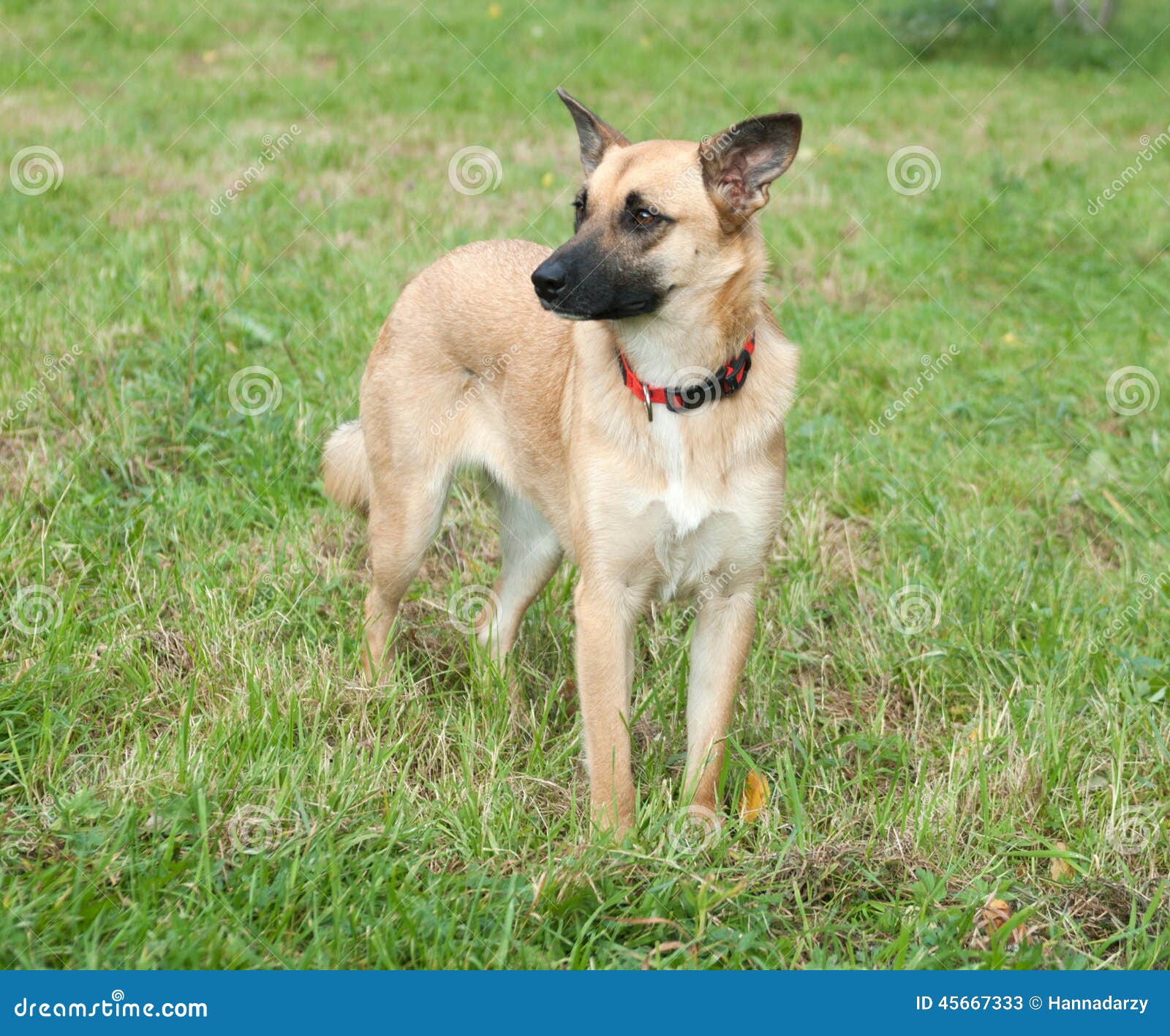 Large Yellow Dog in Red Collar Stock Image - Image of tail, animals ...