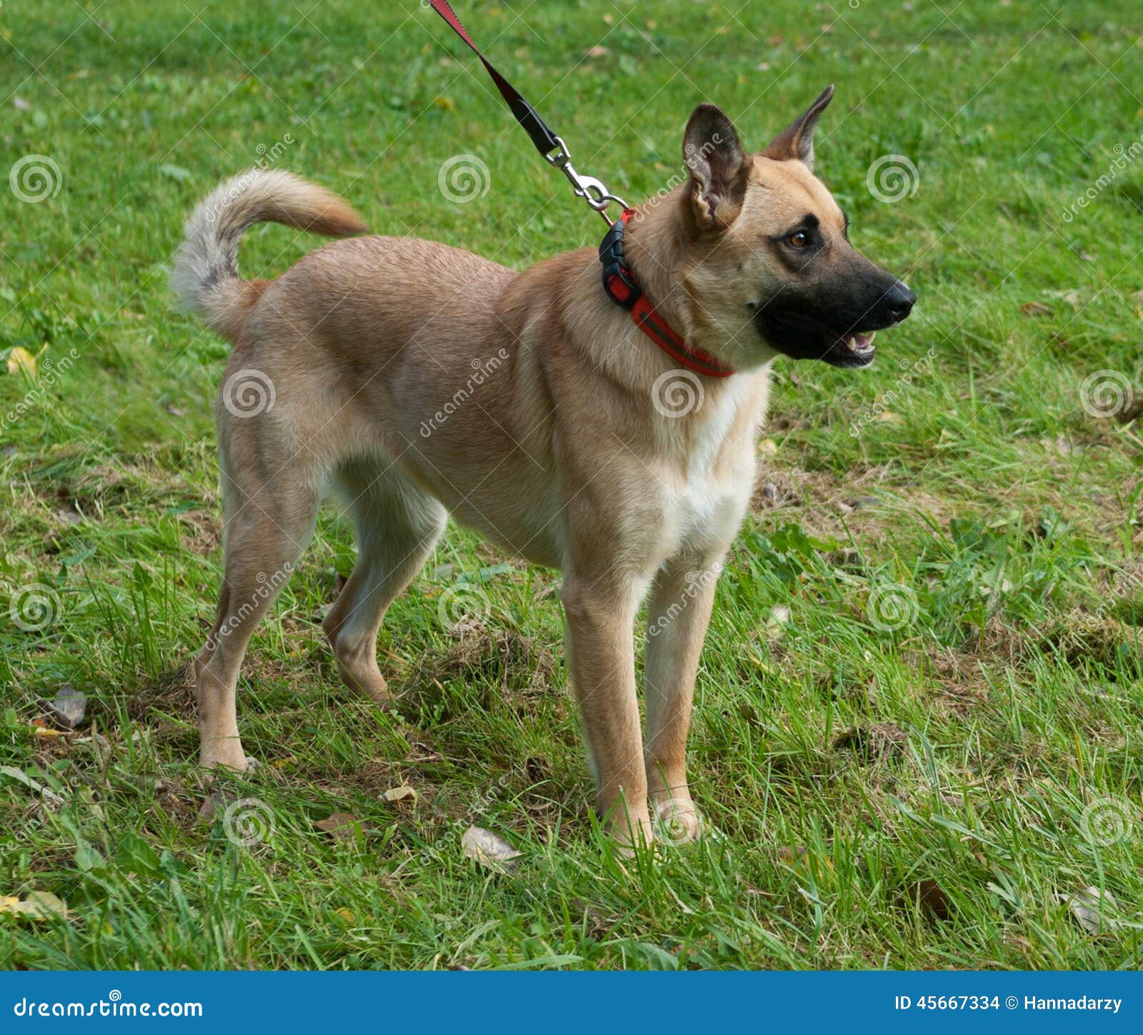 Large Yellow Dog in Red Collar Stock Photo - Image of green, pets: 45667334