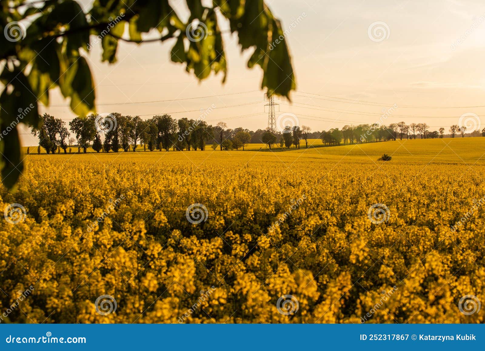Large Yellow Field of Seeds Stock Image - Image of field, ecologic ...