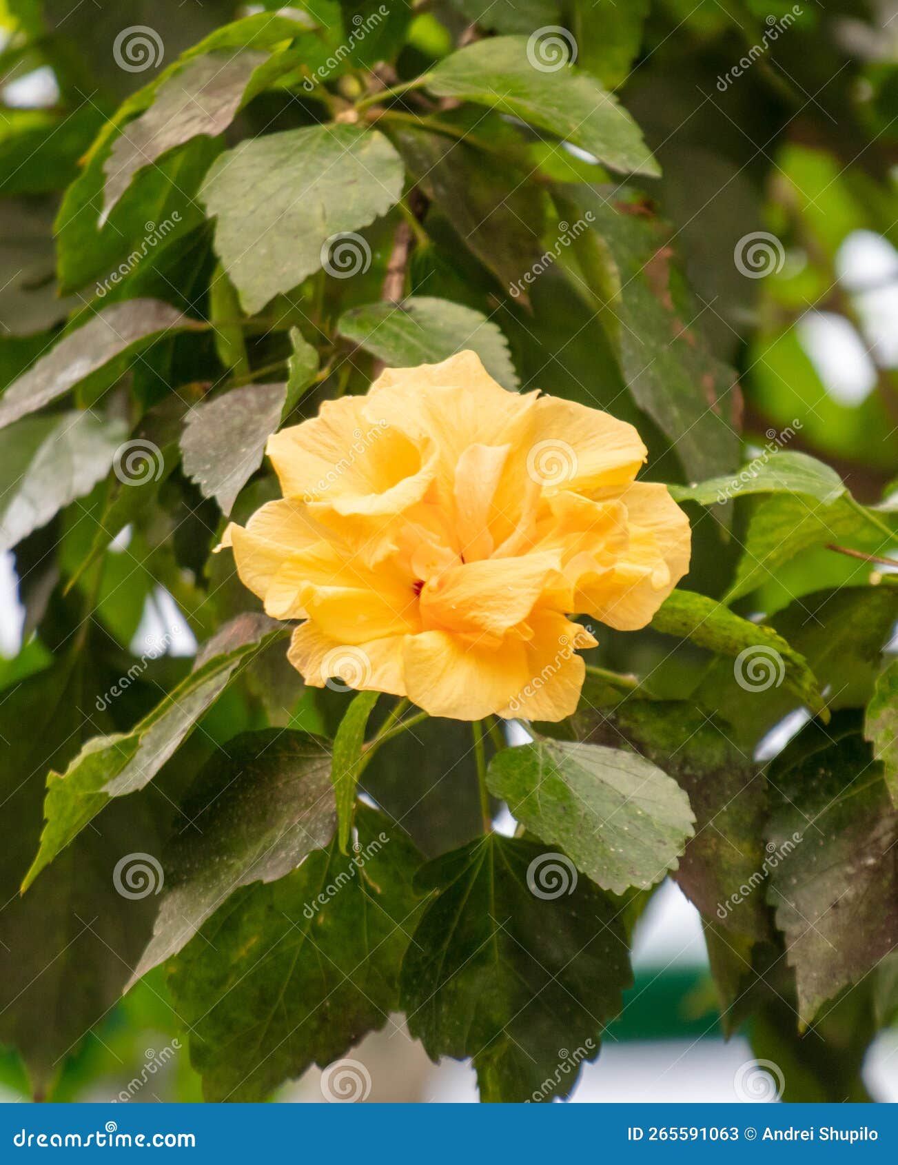 Large Yellow Flower on a Tree in Summer. Stock Image - Image of ...