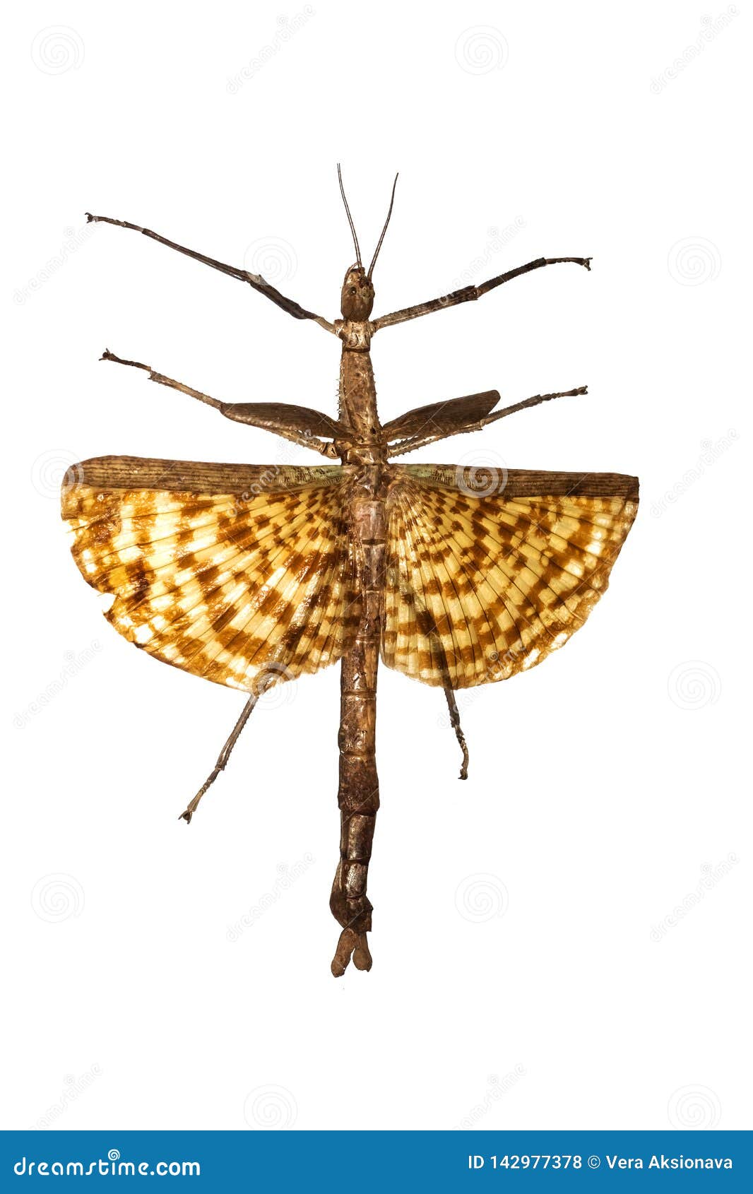 Large Yellow Insect As a Tree Branch, Isolate on White Background ...