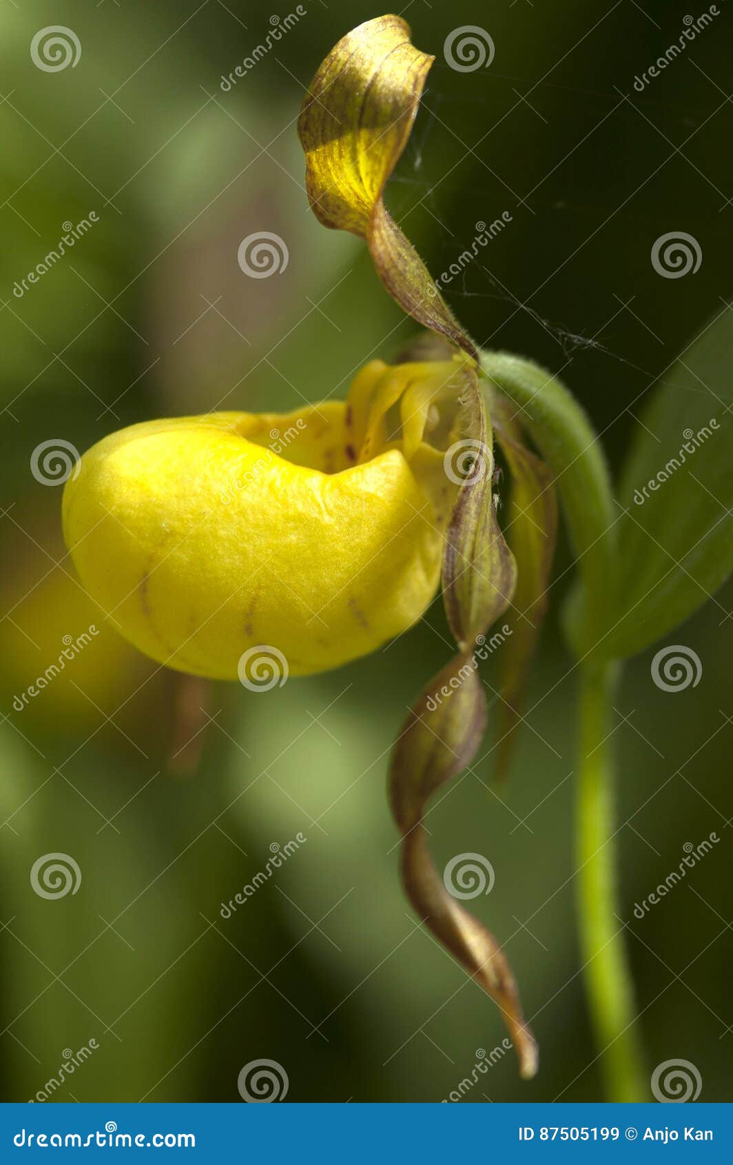 Large Yellow Lady`s Slipper Cypripedium Pubescens Stock Image - Image ... Large Yellow Lady`s Slipper Cypripedium Pubescens Stock Image - Image ...