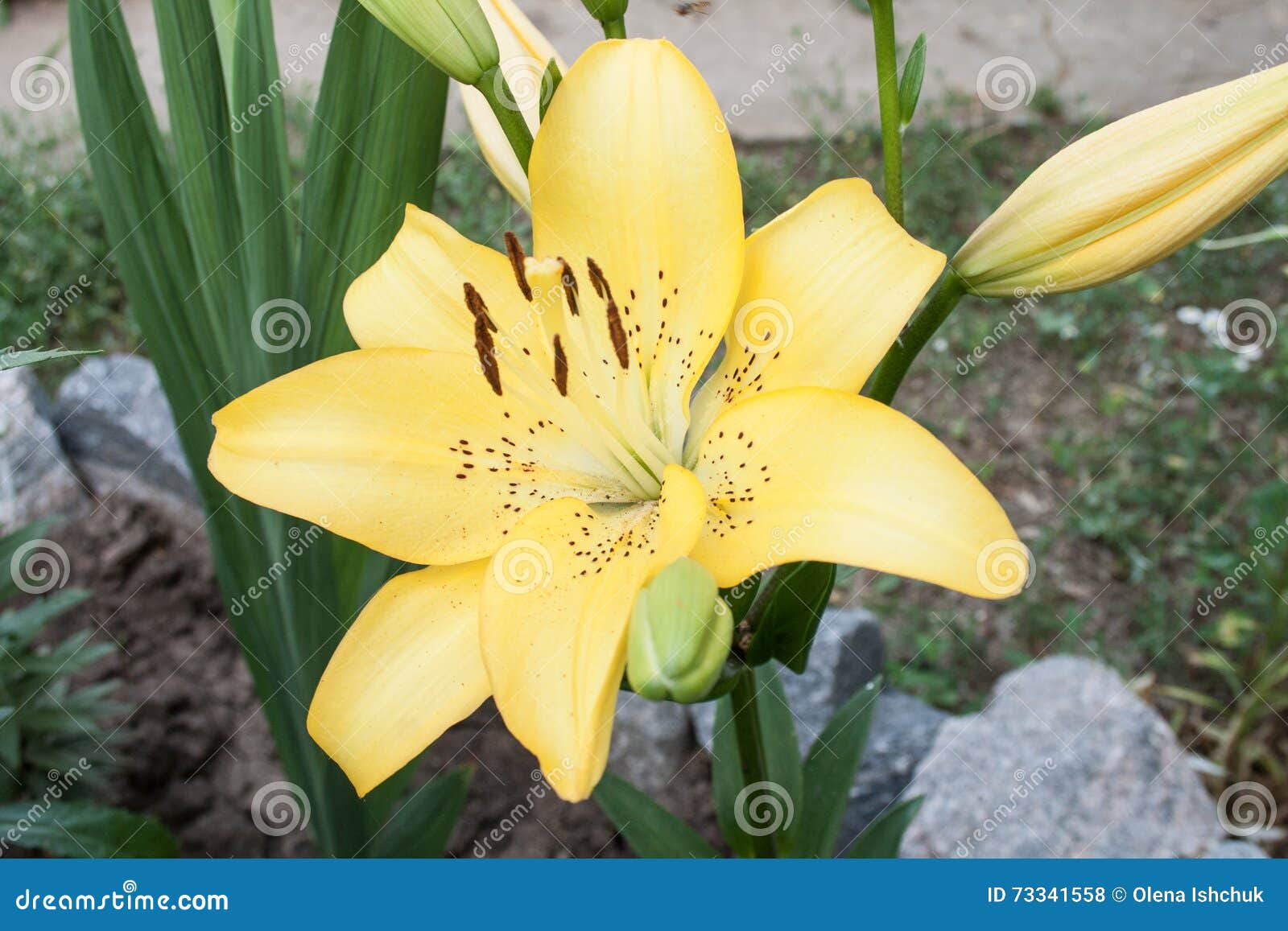 Large yellow lily stock photo. Image of large, lily, yellow - 73341558