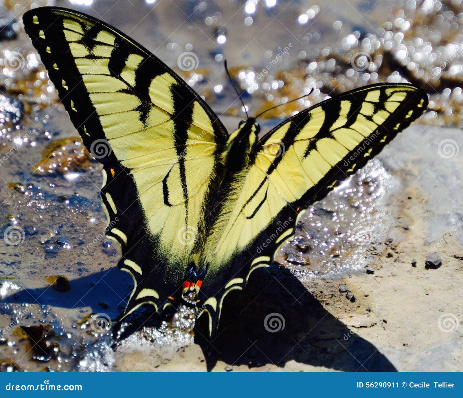 Large Yellow Monarch Butterfly Stock Image - Image of monarch ...