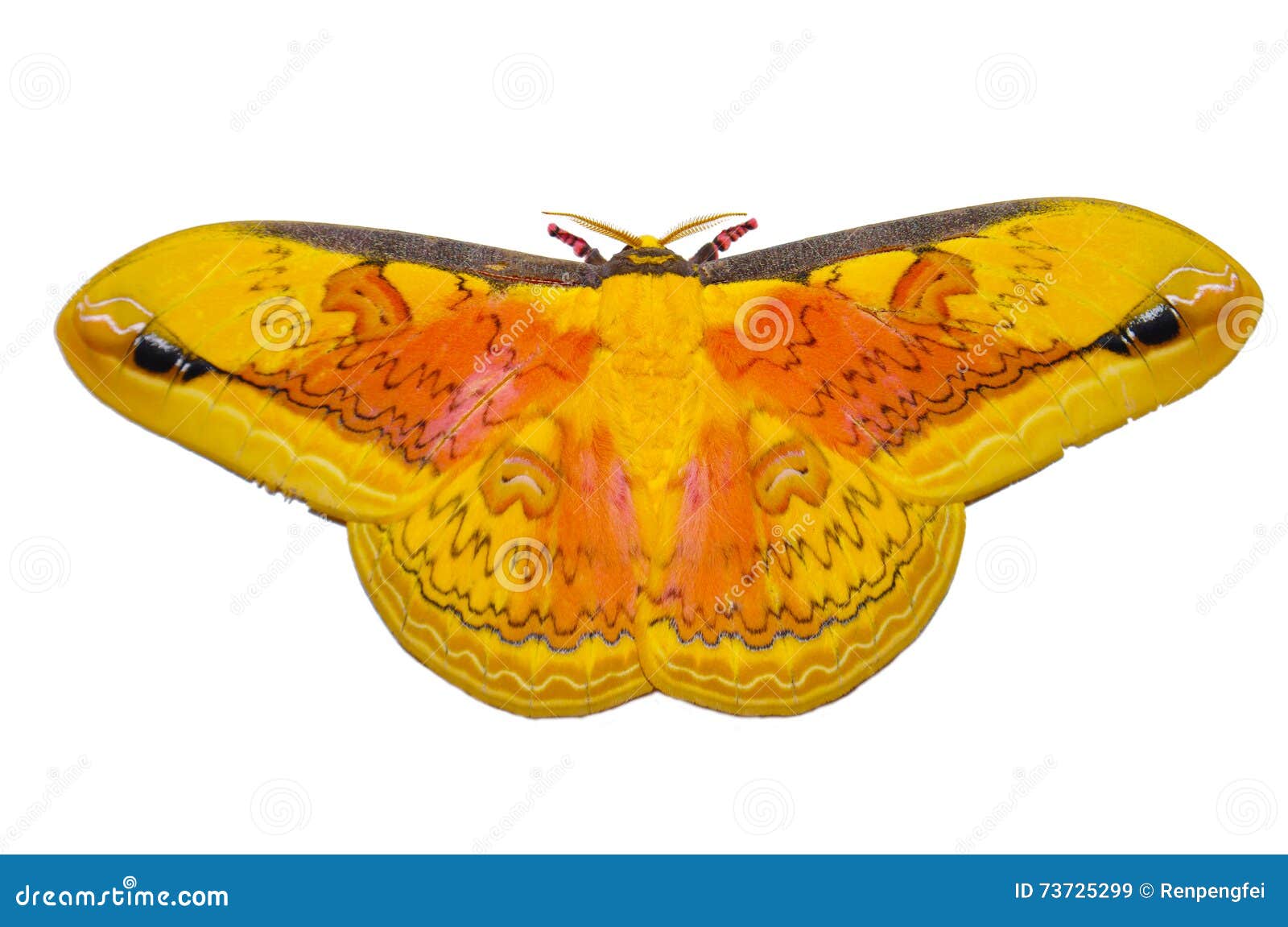 Large yellow moth stock illustration. Illustration of animal - 73725299